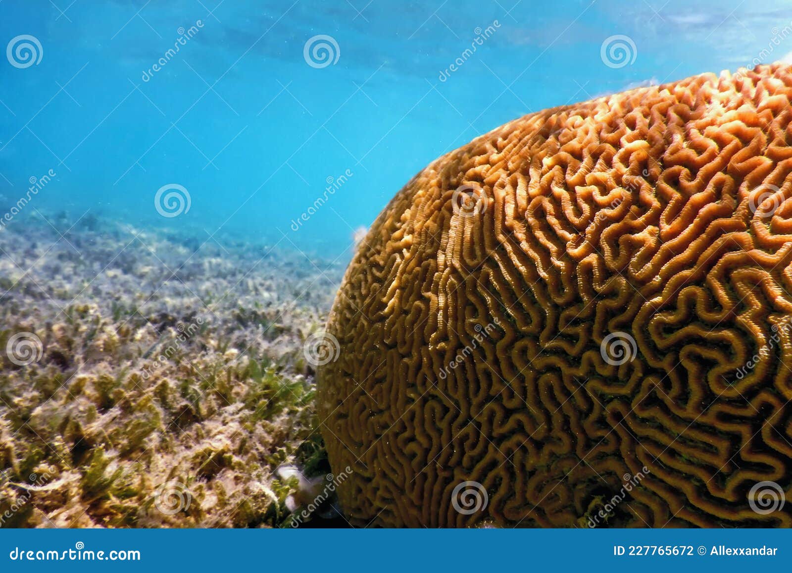 Brain Coral in the Bottom of the Sea Stock Photo - Image of animal ...