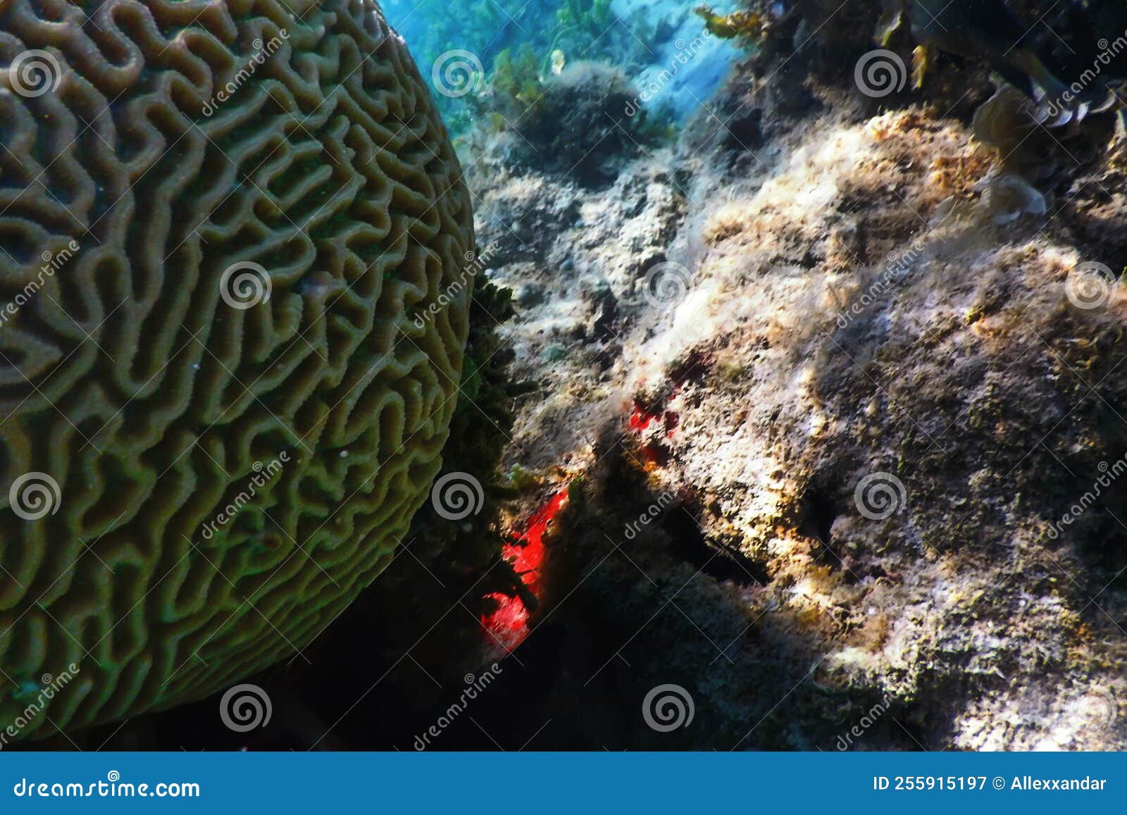 Brain Coral in the Bottom of the Sea Stock Image - Image of coral ...