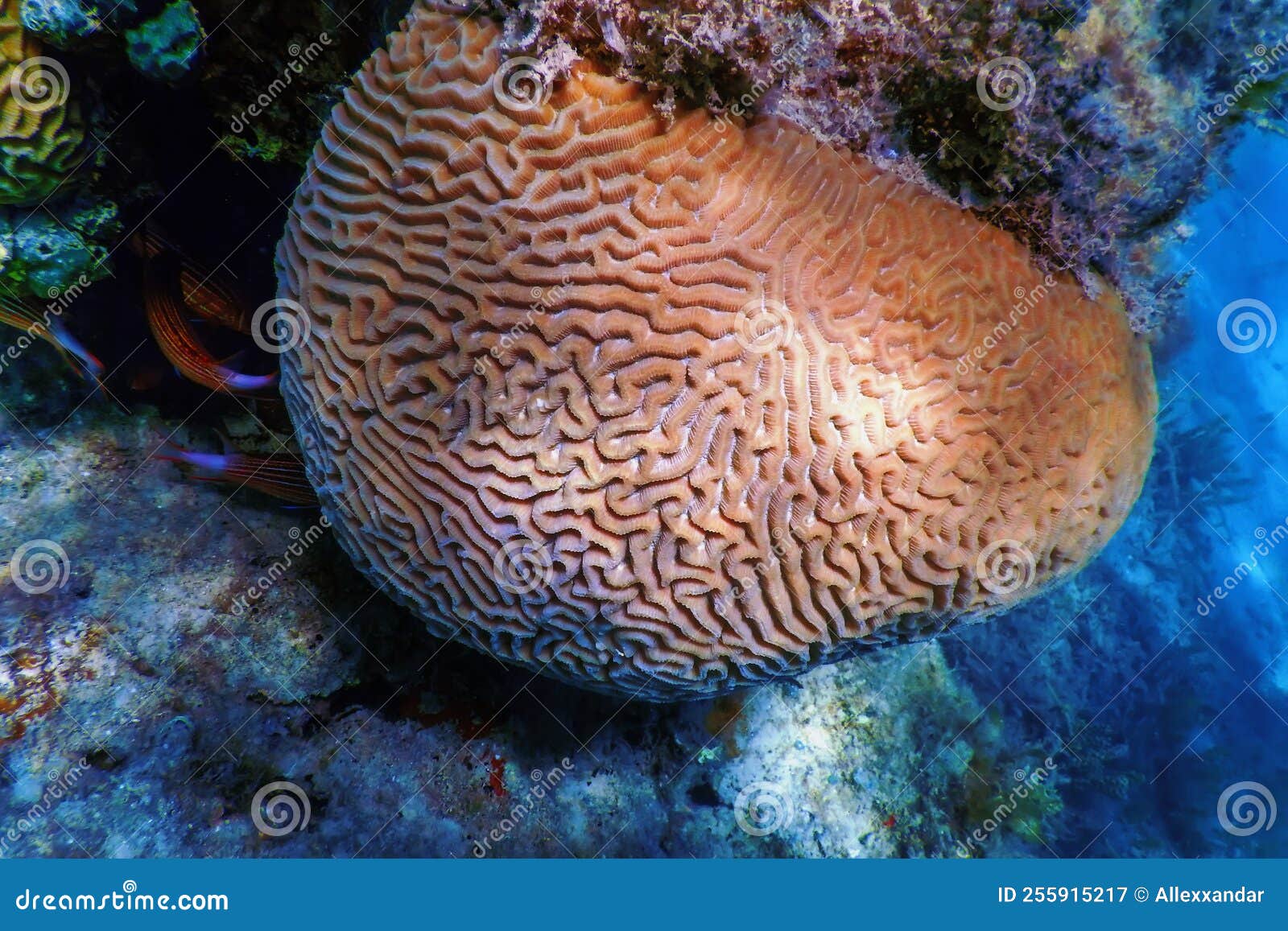 Brain Coral in the Bottom of the Sea Stock Image - Image of clear ...