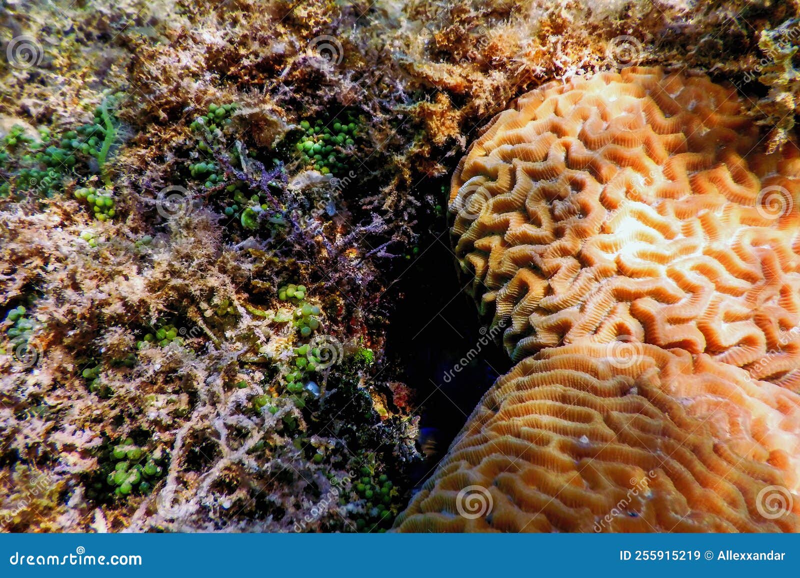 Brain Coral in the Bottom of the Sea Stock Image - Image of nature ...