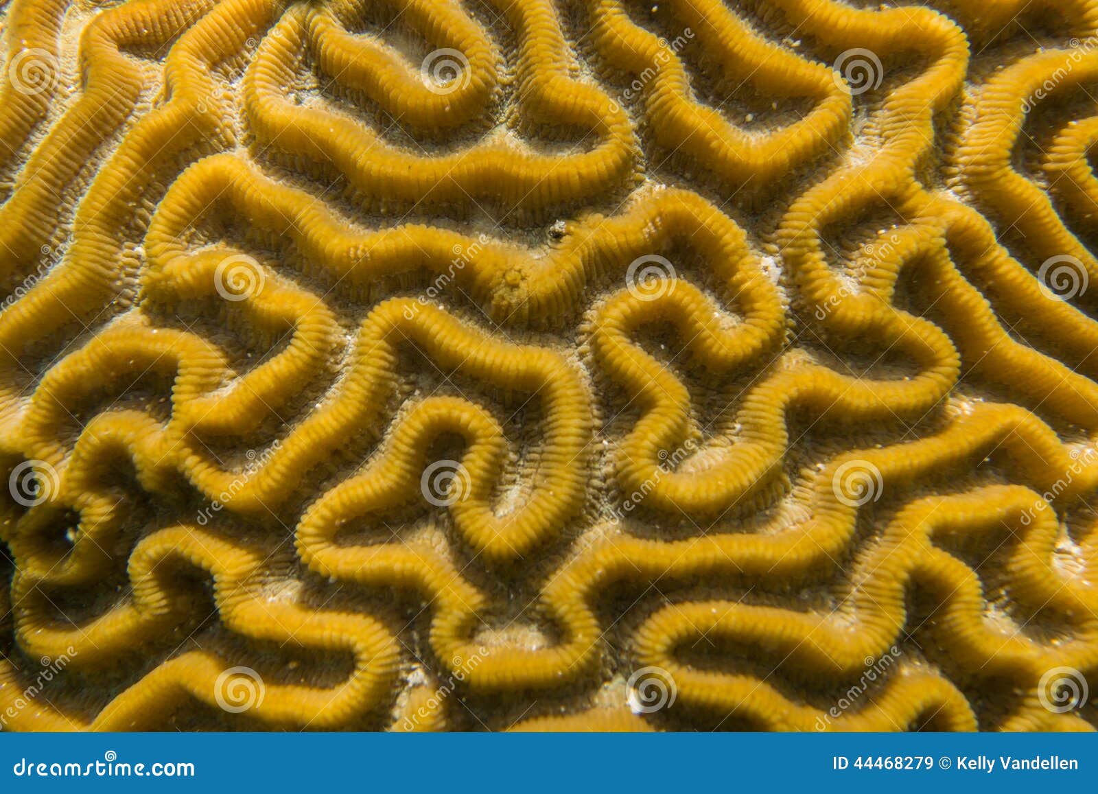 Brain Coral Close Up stock image. Image of beach, caribbean - 44468279