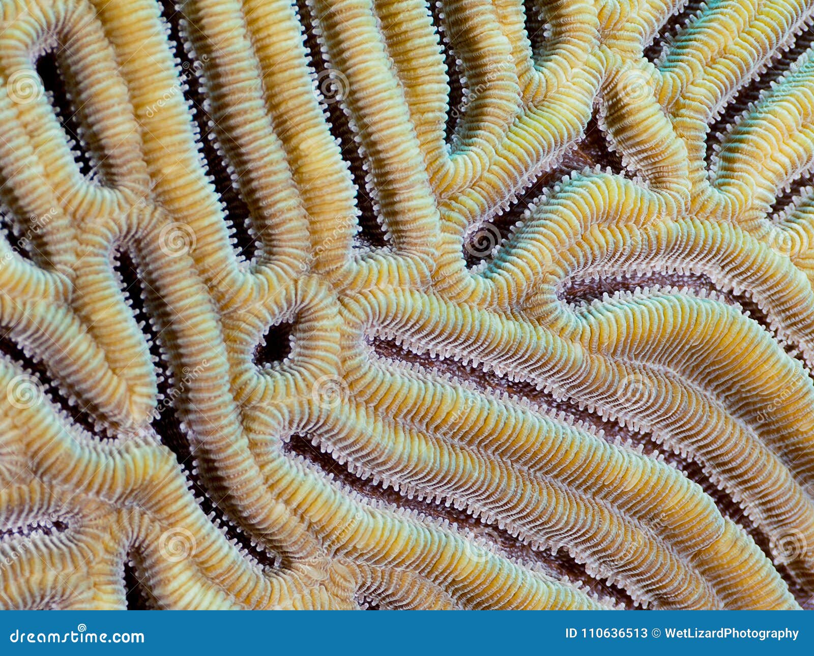 Brain Coral Closeup stock image. Image of brain, beautiful - 110636513