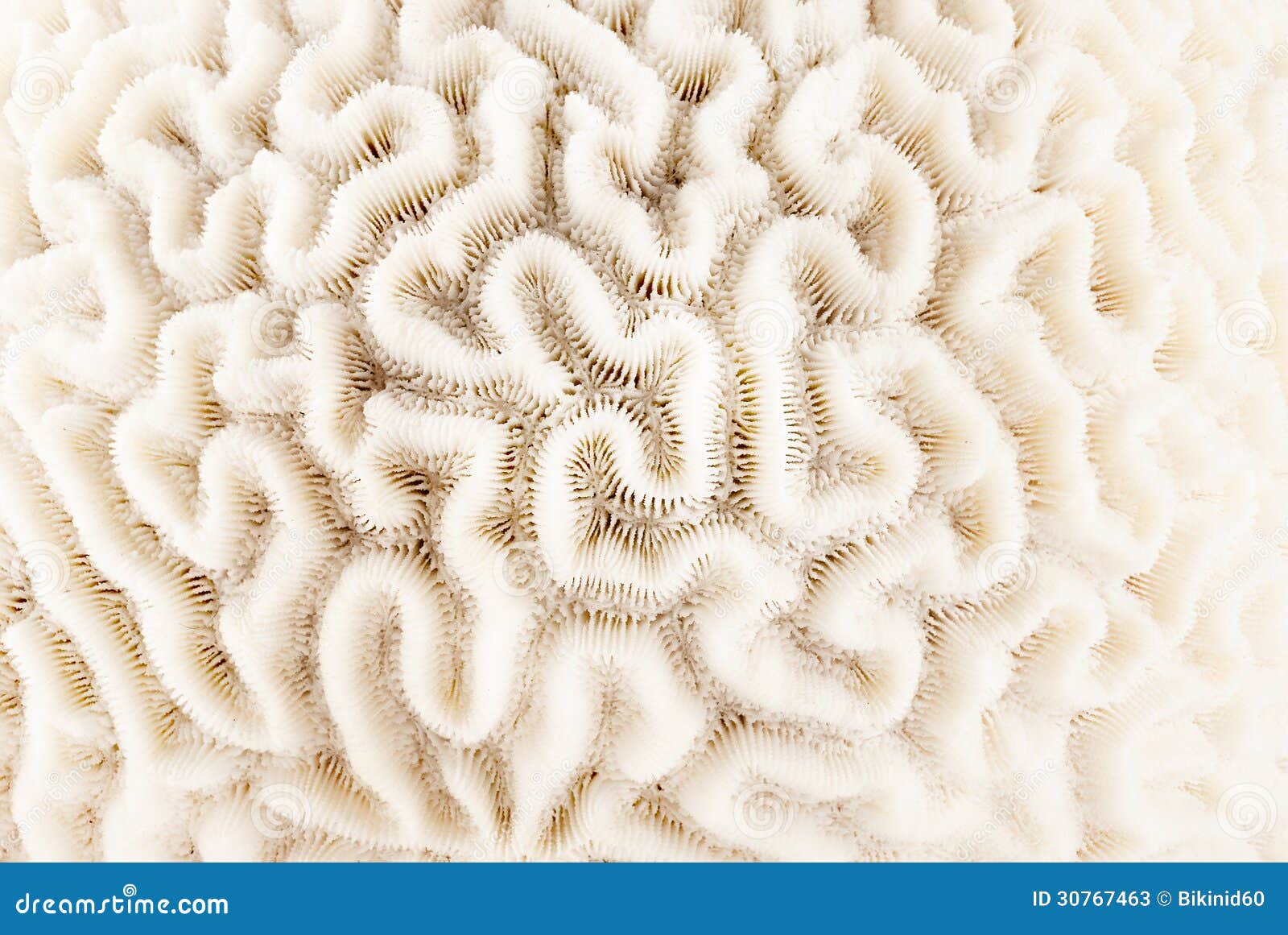 Brain Coral Texture