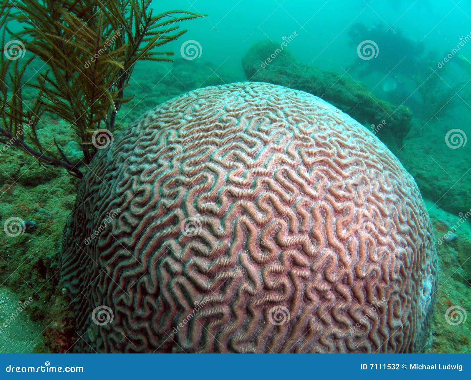 Brain LPS Coral, Favites In Saltwater Reef Aquarium Tank Stock Photo ...