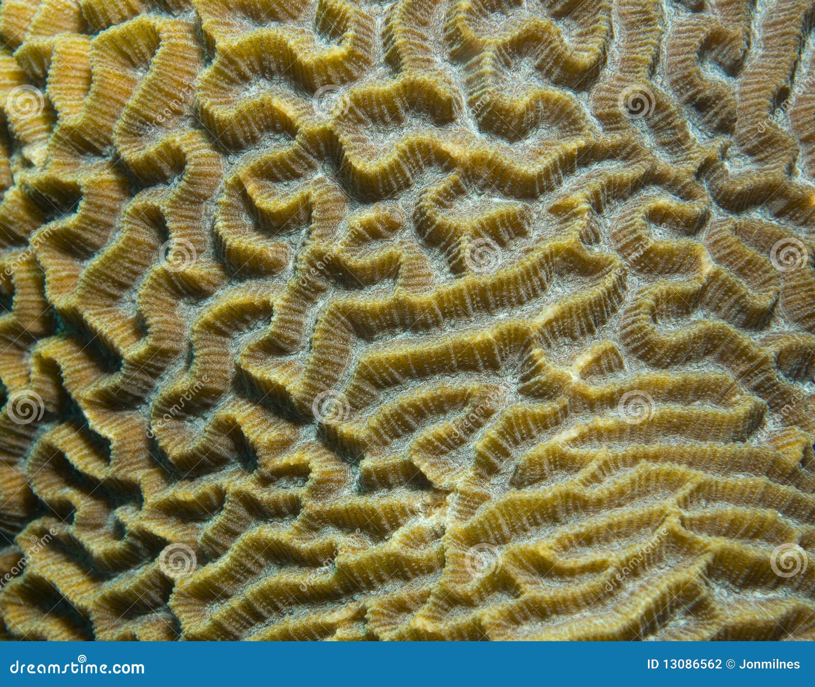 Brain Coral Faviidae Coral Reef Stock Photo - Image of marine, macro ...