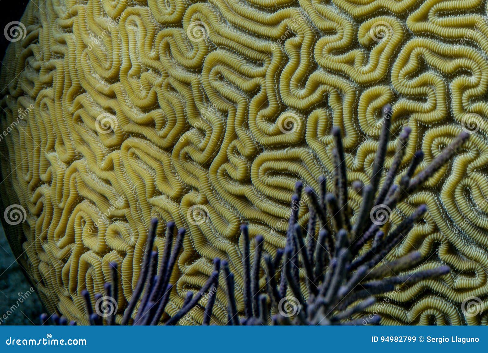 Brain Coral stock image. Image of coral, brain, reef - 94982799