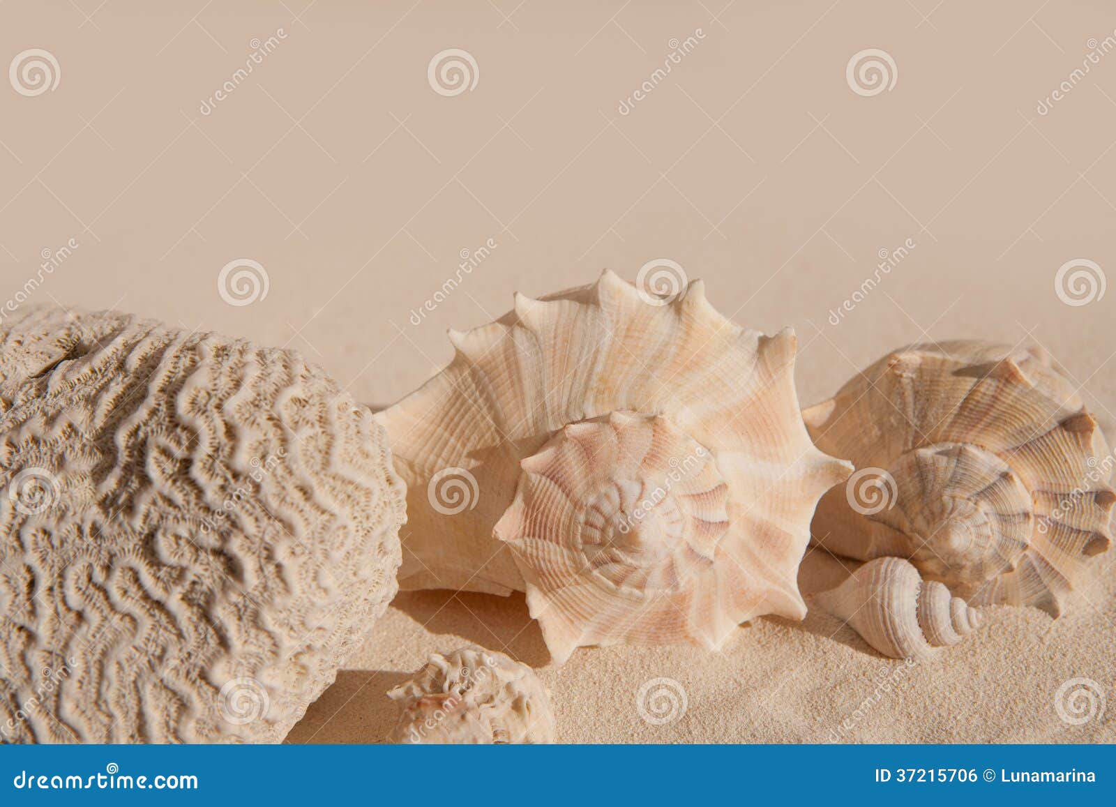 Brain Coral and Seashells on White Sand Beac Stock Photo - Image of ...
