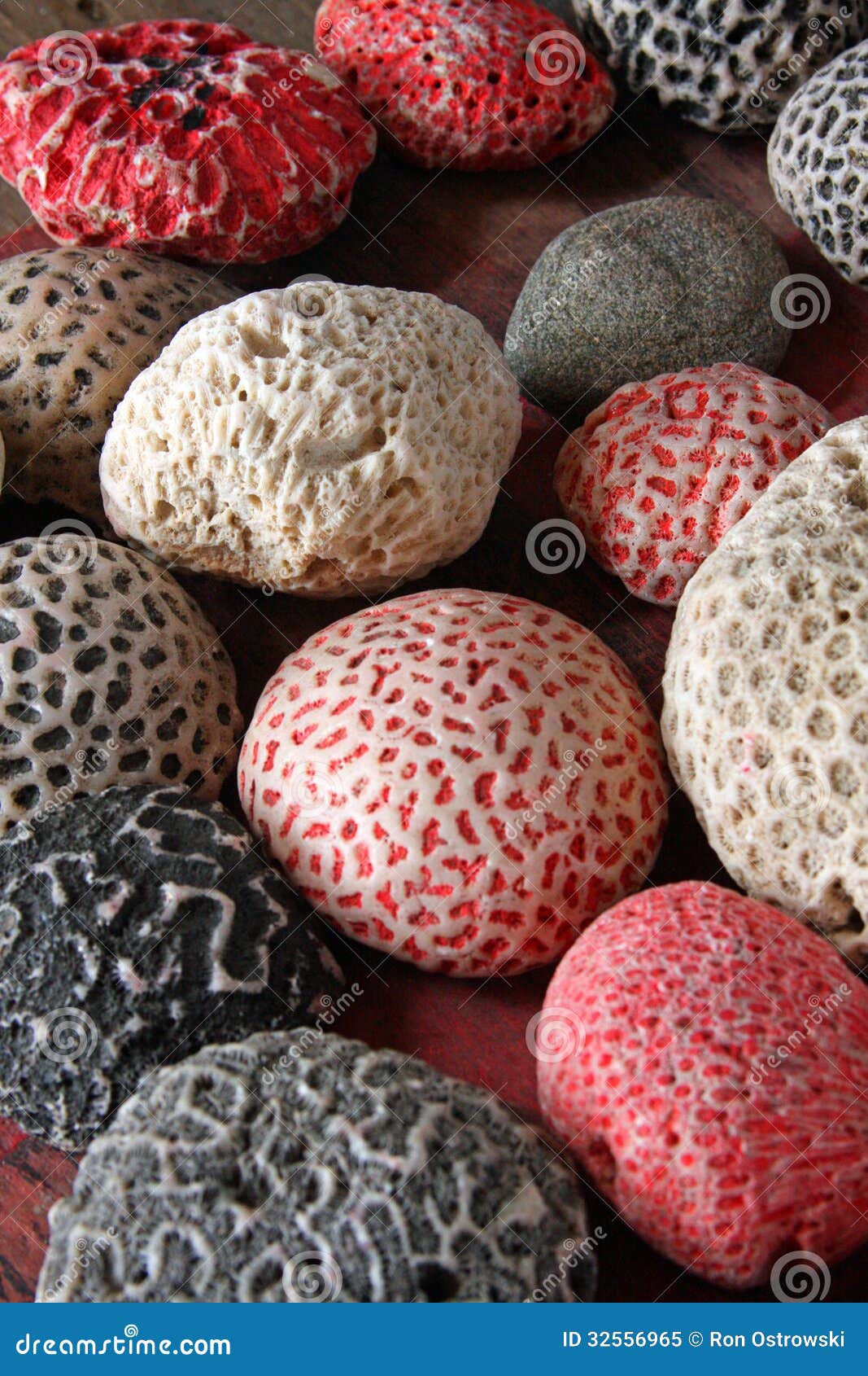 Brain Coral stock image. Image of life, color, brain - 32556965