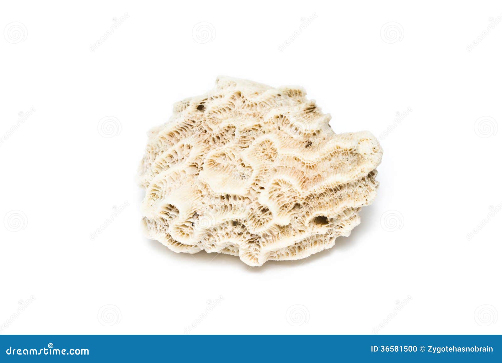 Brain Coral Stone. stock photo. Image of ocean, brain - 36581500