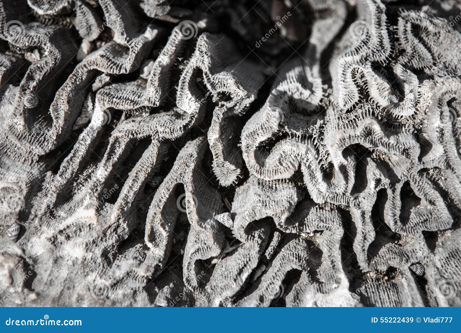 Brain Texture Royalty-Free Stock Image | CartoonDealer.com #29121112