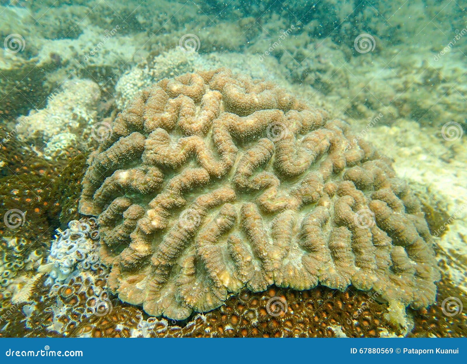 Brain Coral in the Tropical Stock Image - Image of staghorn, animal ...