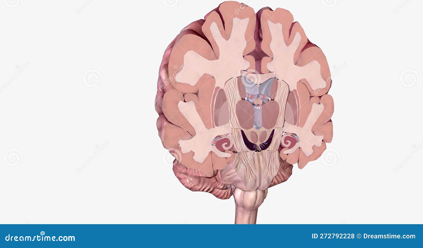 The Brain Coronal Cross Section Stock Illustration - Illustration of ...