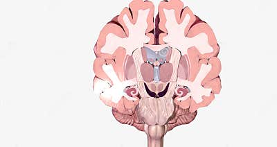 The Brain Coronal Cross Section Stock Illustration - Illustration of ...