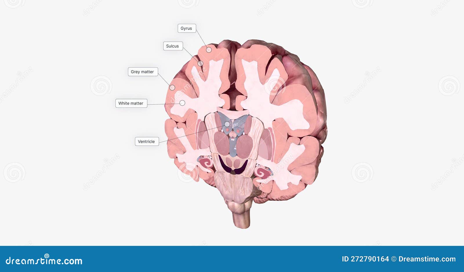 The Brain Coronal Cross Section Stock Illustration - Illustration of ...