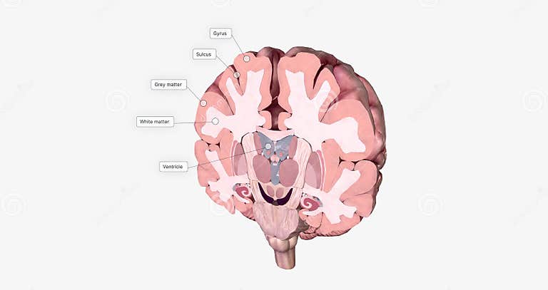The Brain Coronal Cross Section Stock Illustration - Illustration of ...