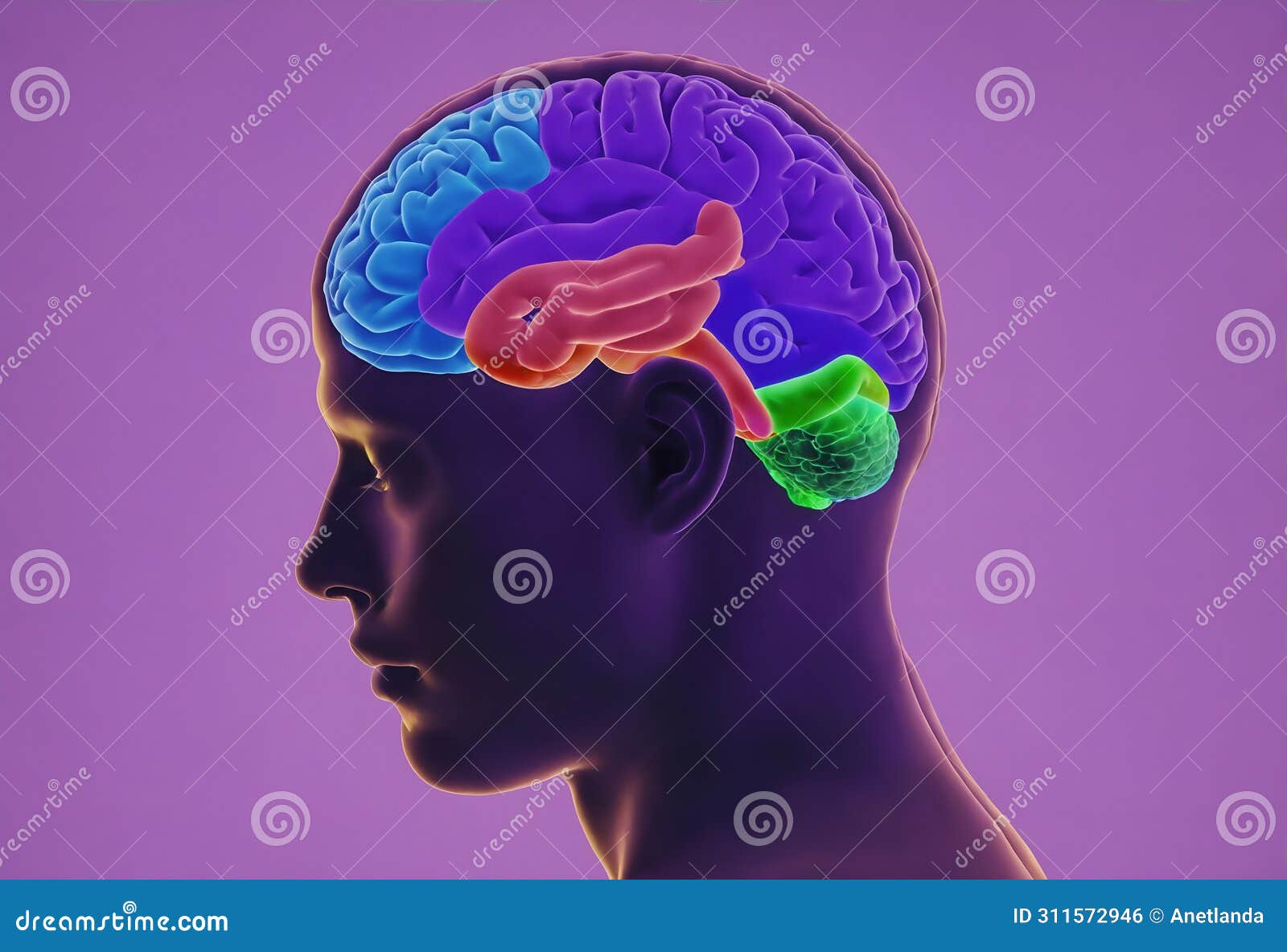Brain Creativity Psychology Mind Stock Illustration - Illustration of ...