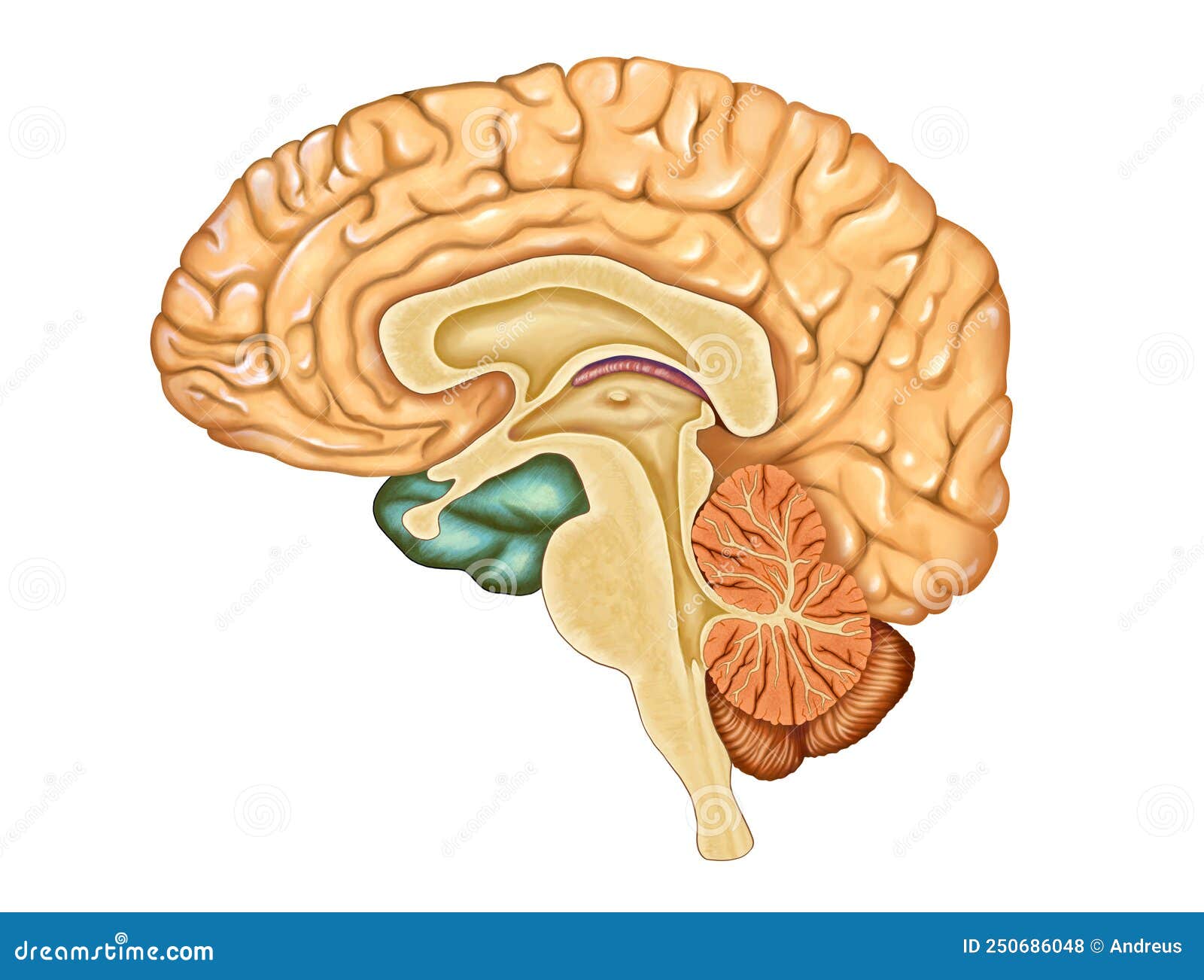Brain Cross-section Anatomy Stock Illustration - Illustration of health ...