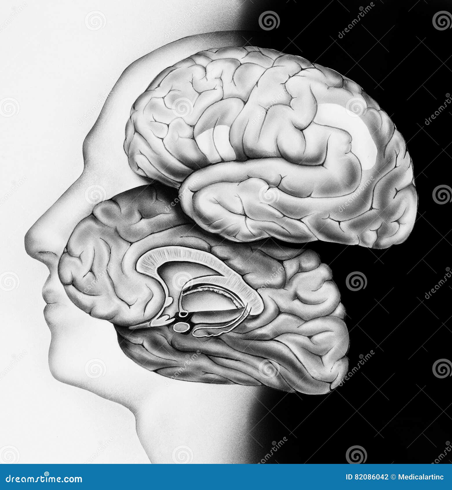 Brain - Cross Section in Context Stock Illustration - Illustration of ...