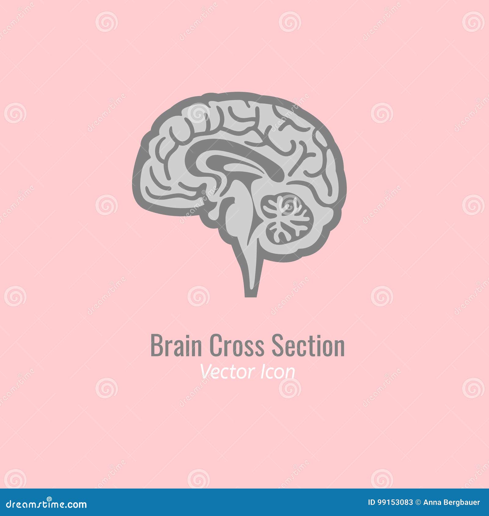 Brain cross section stock vector. Illustration of health - 99153083