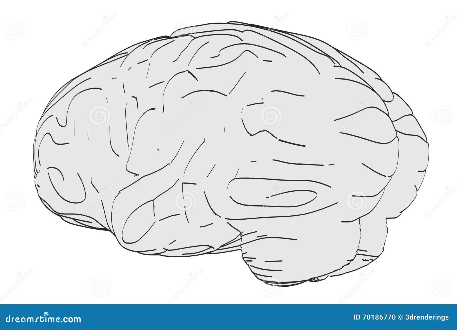 Brain stock illustration. Illustration of lobe, organ - 70186770