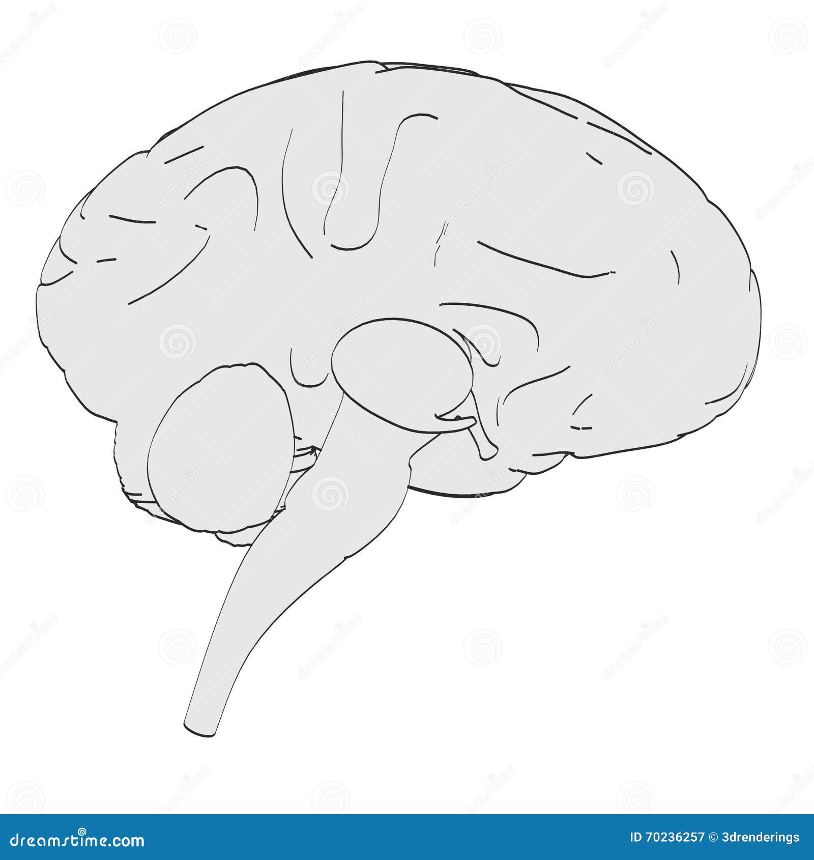 Cartoon Limbic System Infographics Concept Card Poster. Vector ...