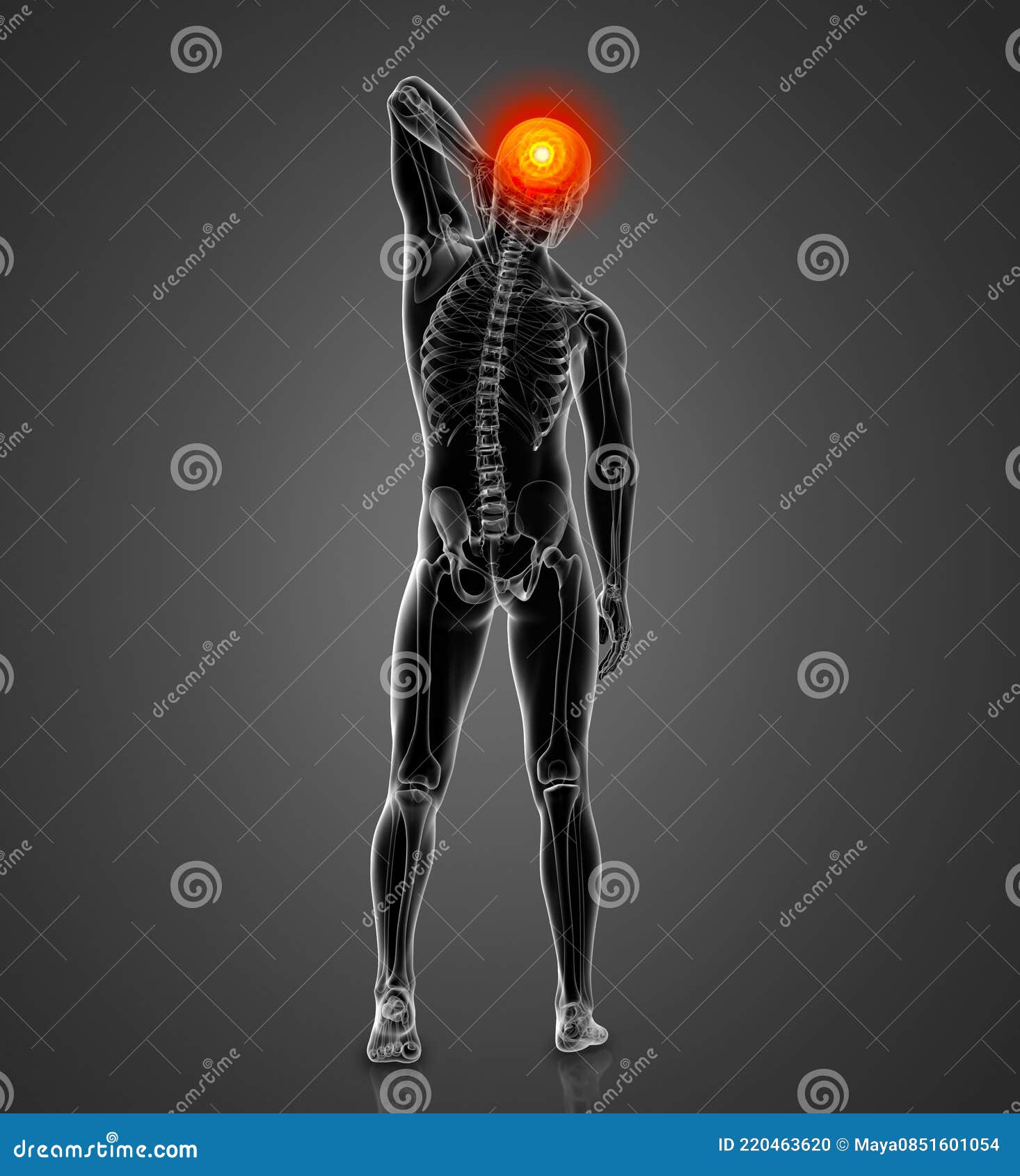 3d Render of the Human Brain Anatomy Stock Illustration - Illustration ...