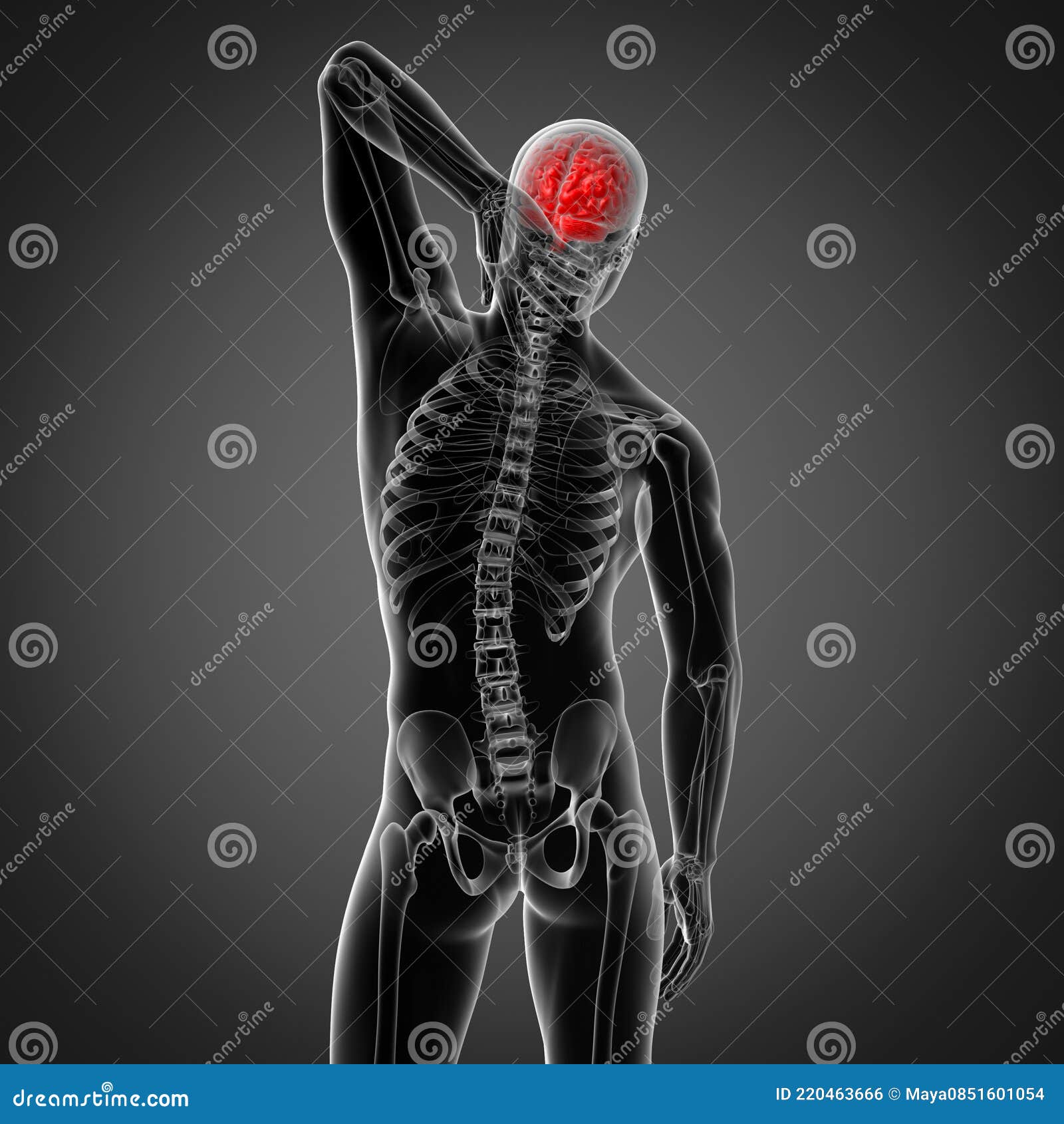 3d Render of the Human Brain Anatomy Stock Illustration - Illustration ...