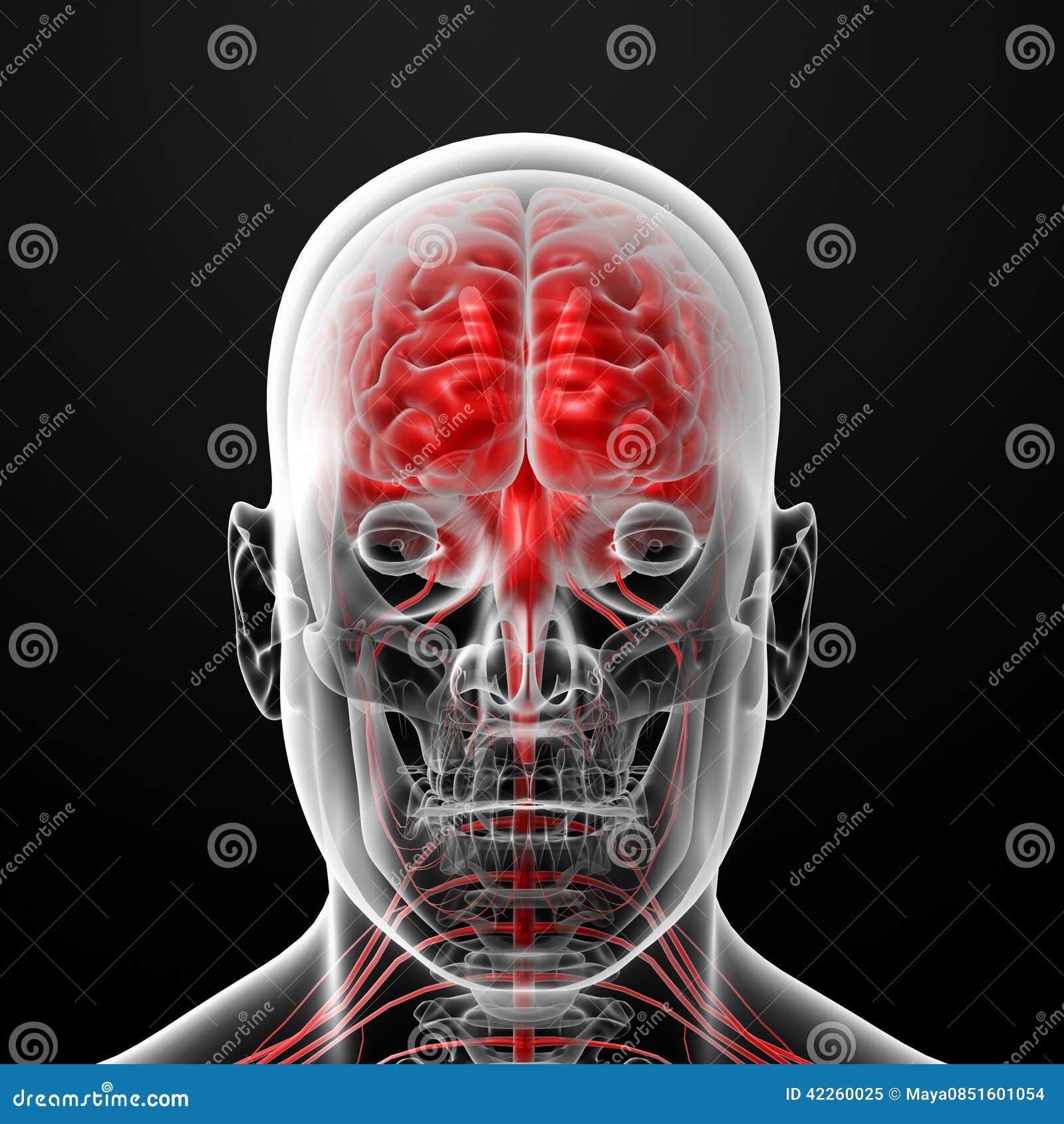 Brain Front View In Head