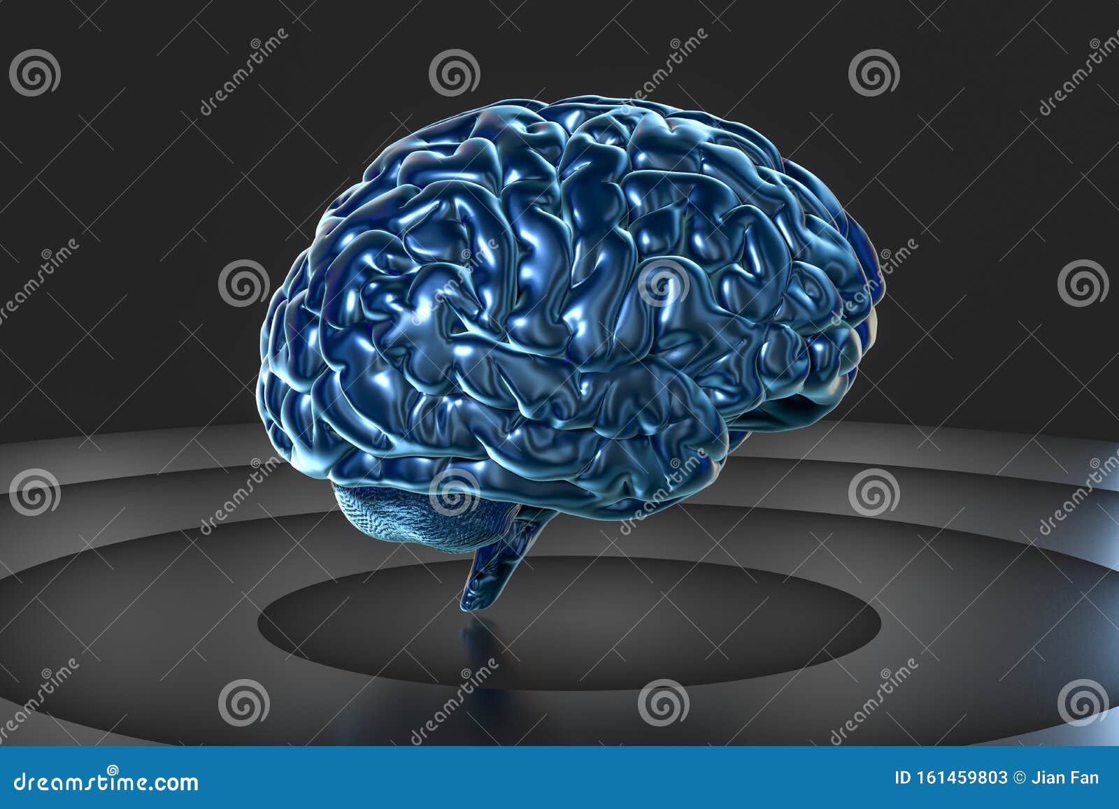 Anatomical Head Organ Human Brain Vintage Color Vector | CartoonDealer ...