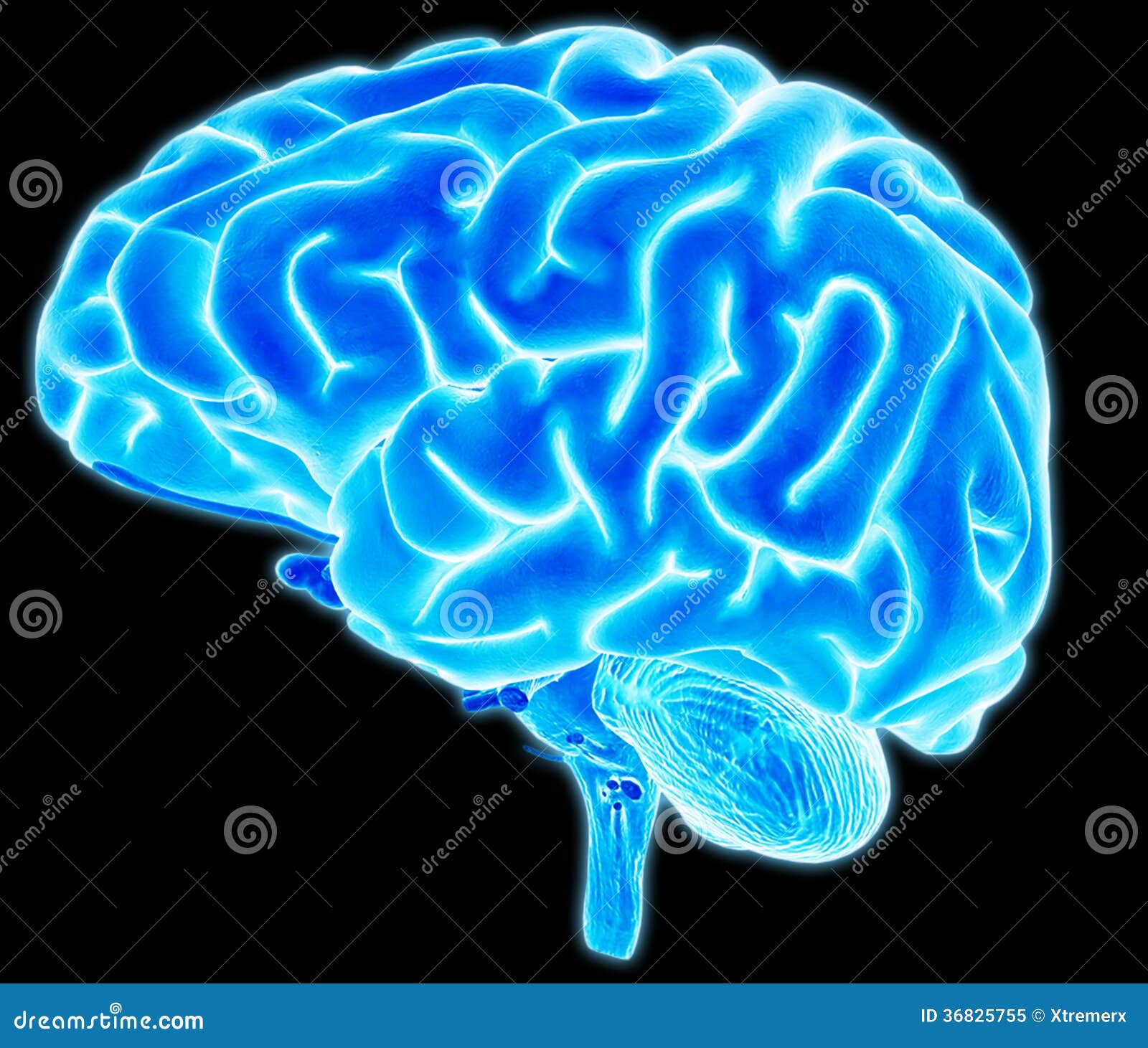 Brain detail stock illustration. Illustration of headbone - 36825755