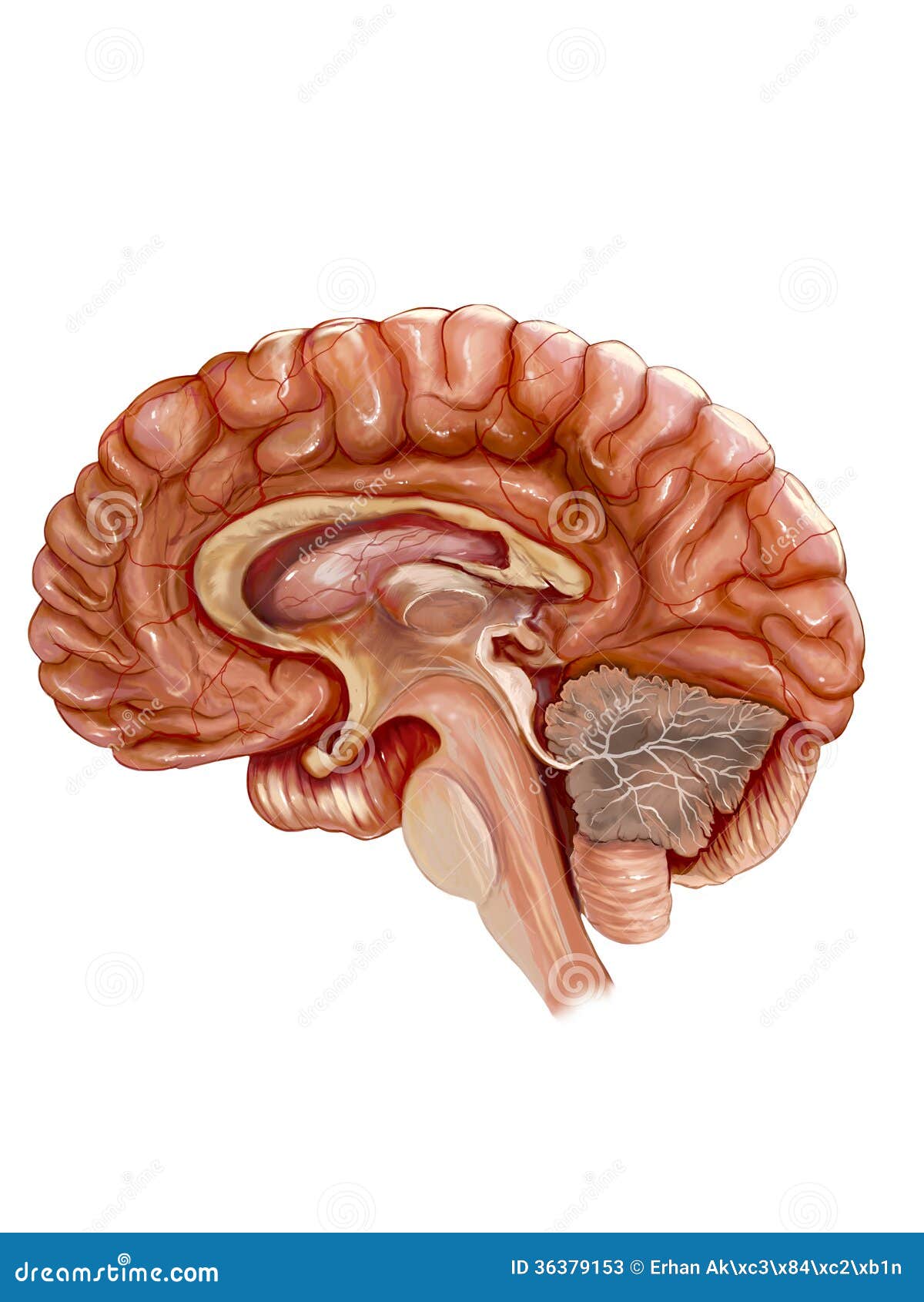 The Brain's Bridge: A Visual Exploration Of Neuronal Connections ...