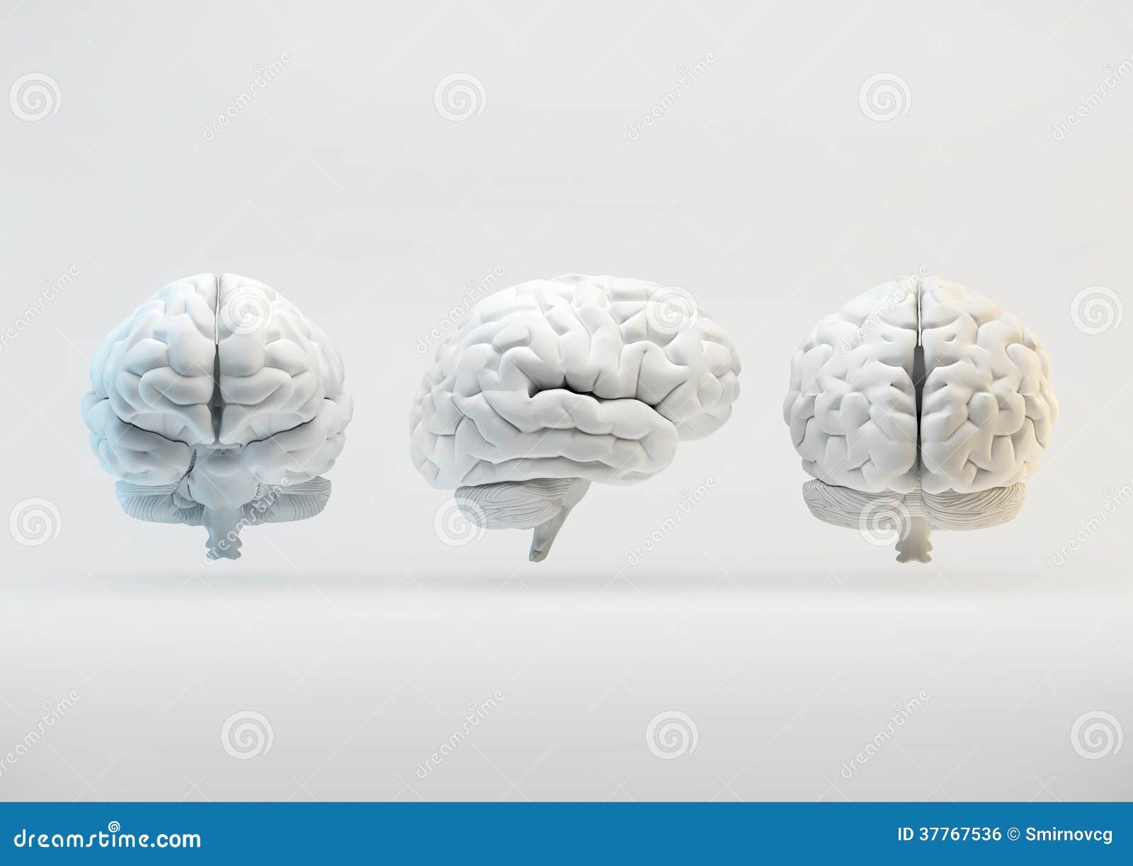 Brain from Different Angles Stock Illustration - Illustration of info ...