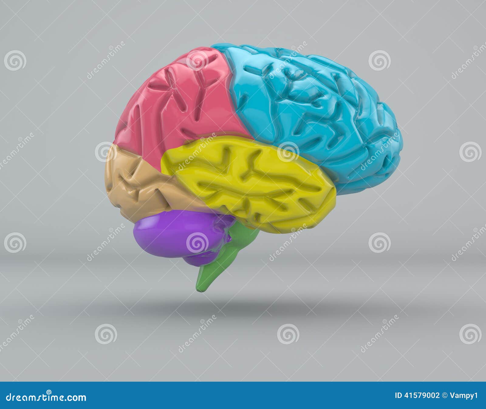 Brain Division Organ Structure Stock Illustration - Illustration of ...