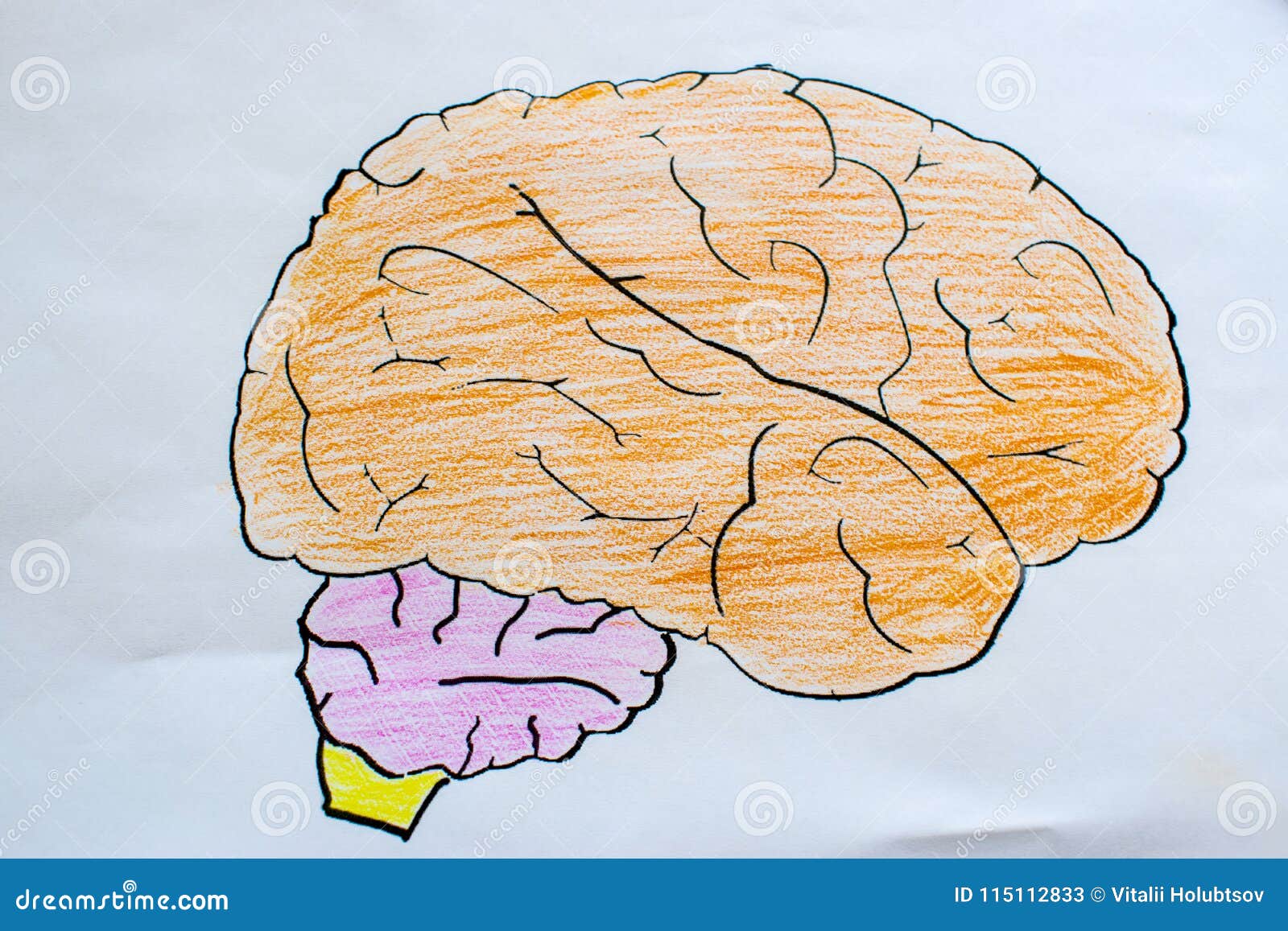 The Brain is Drawn on Paper with a Pencil. Stock Image - Image of ...