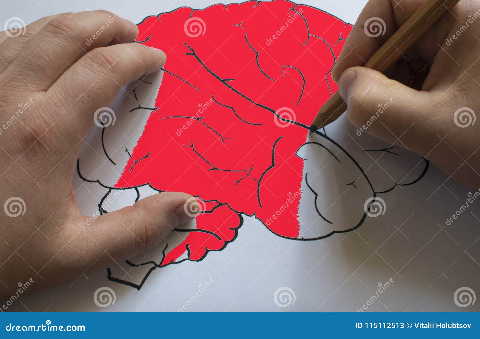 The Brain is Drawn on Paper with a Pencil. Stock Image - Image of ...