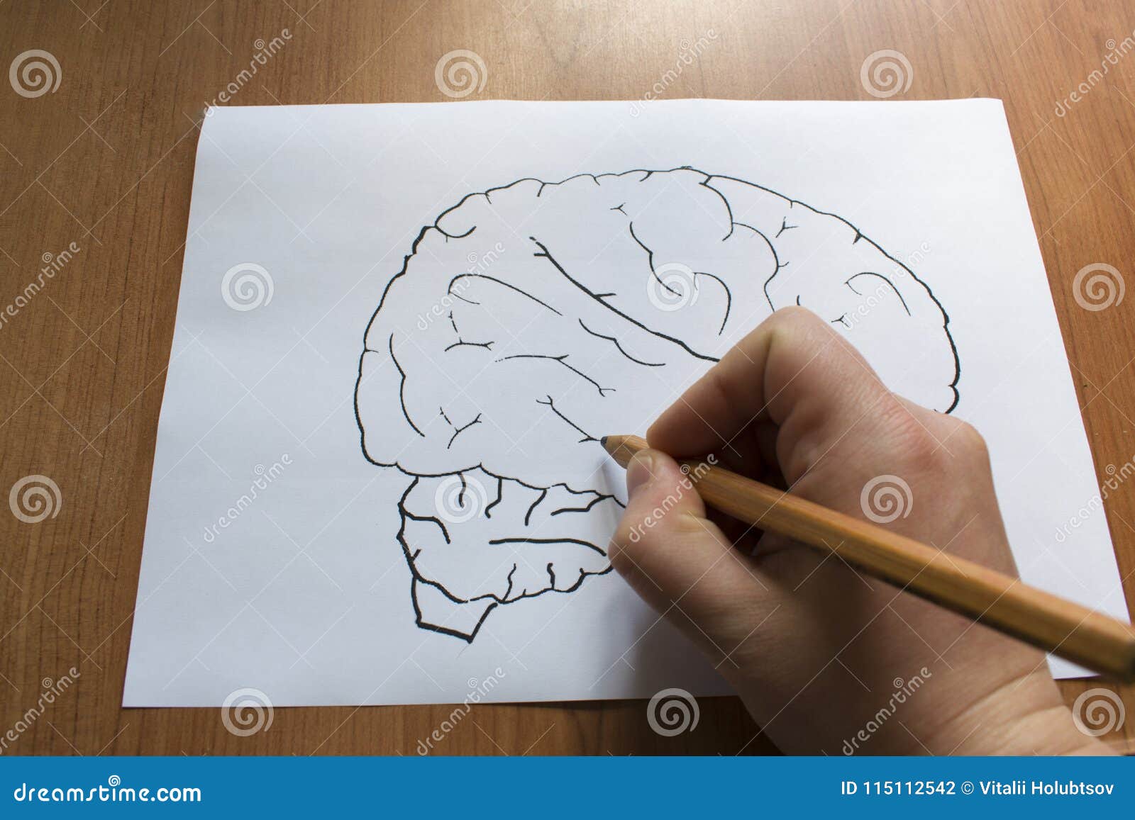 The Brain is Drawn on Paper with a Pencil. Stock Photo - Image of ...