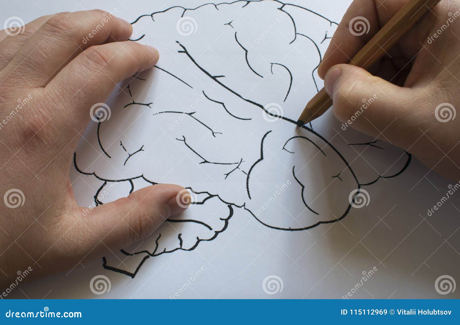 The Brain is Drawn on Paper with a Pencil. Stock Image - Image of ...