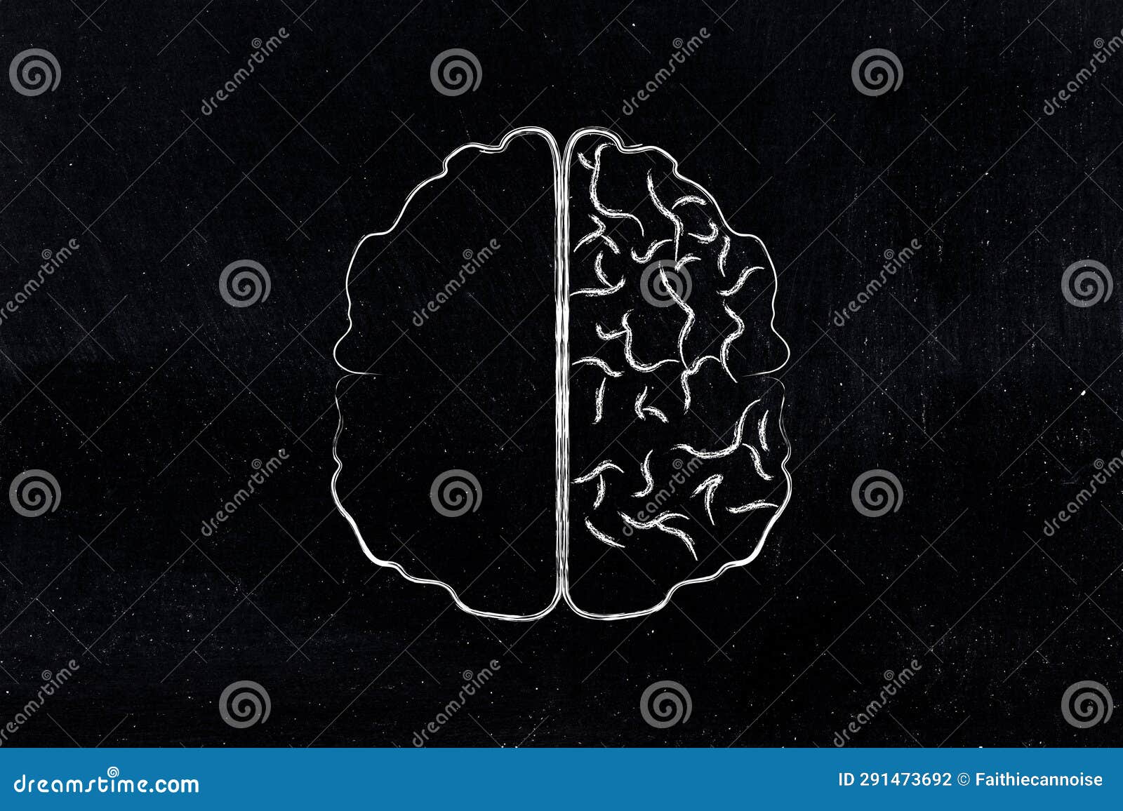 Brain with Empty Left Side and Right Side with Cortex Stock Photo ...