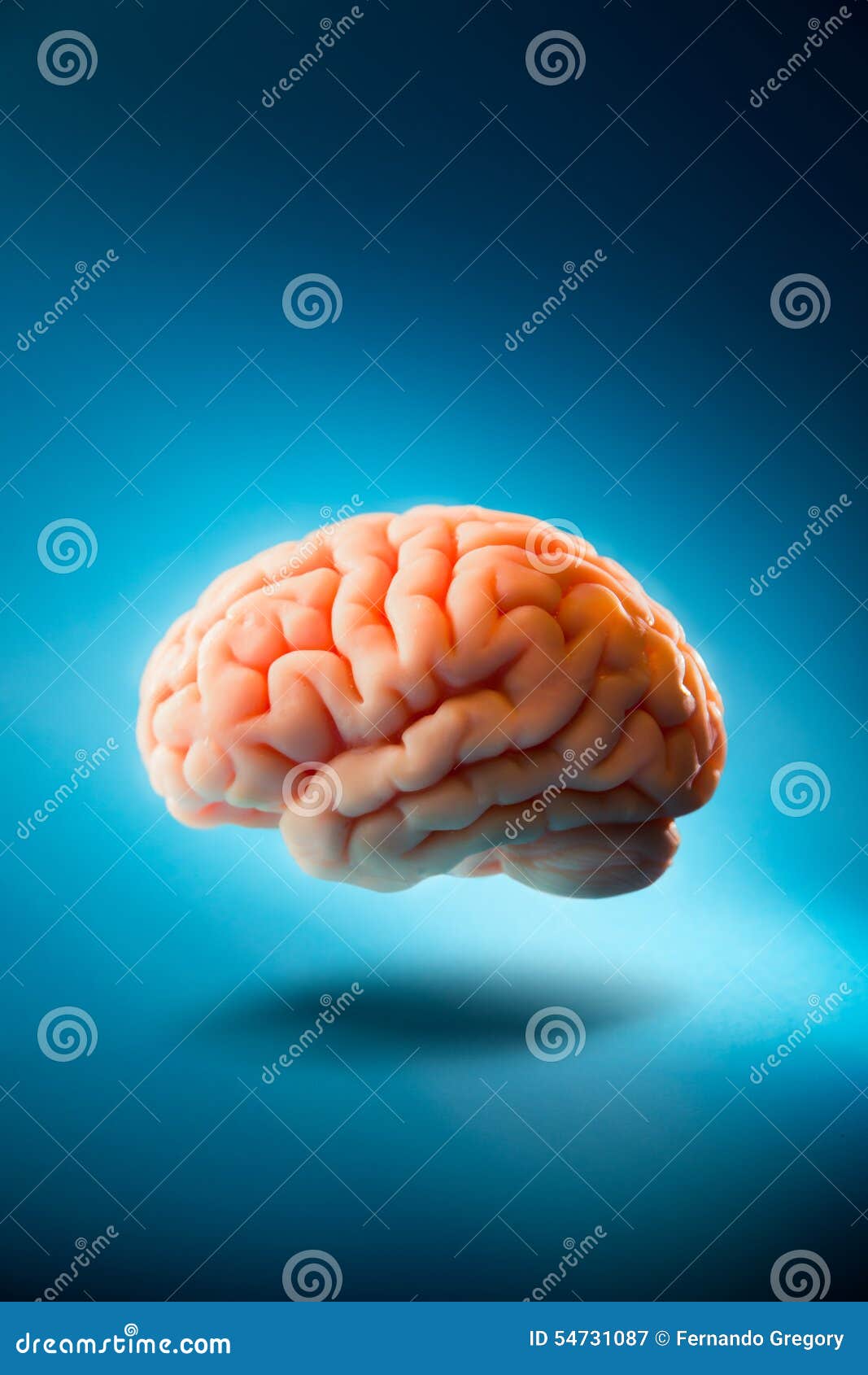 Brain Floating on a Blue Background / Selective Focus Stock Image ...