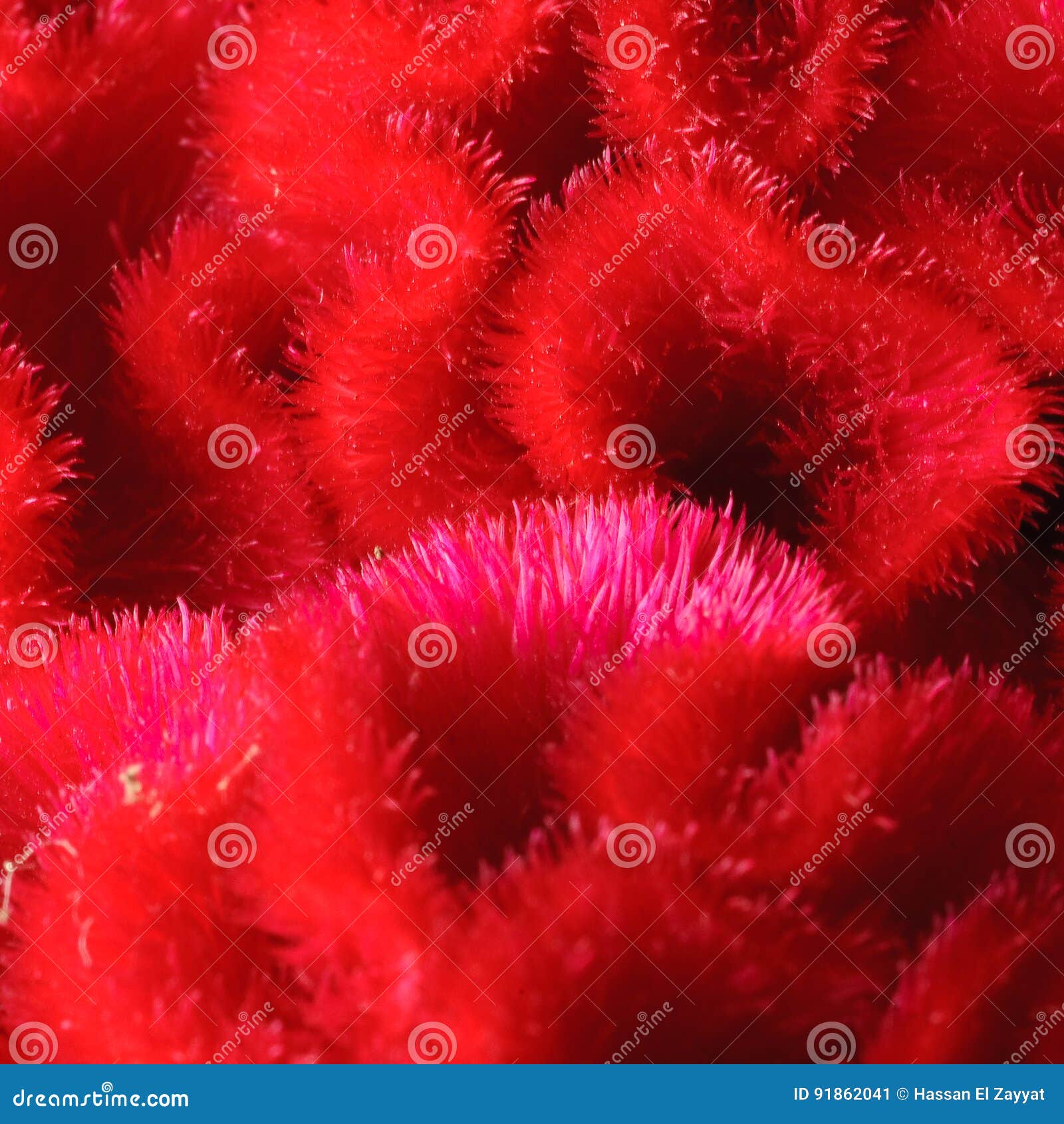`Brain Flower` stock image. Image of plant, petals, macro - 91862041