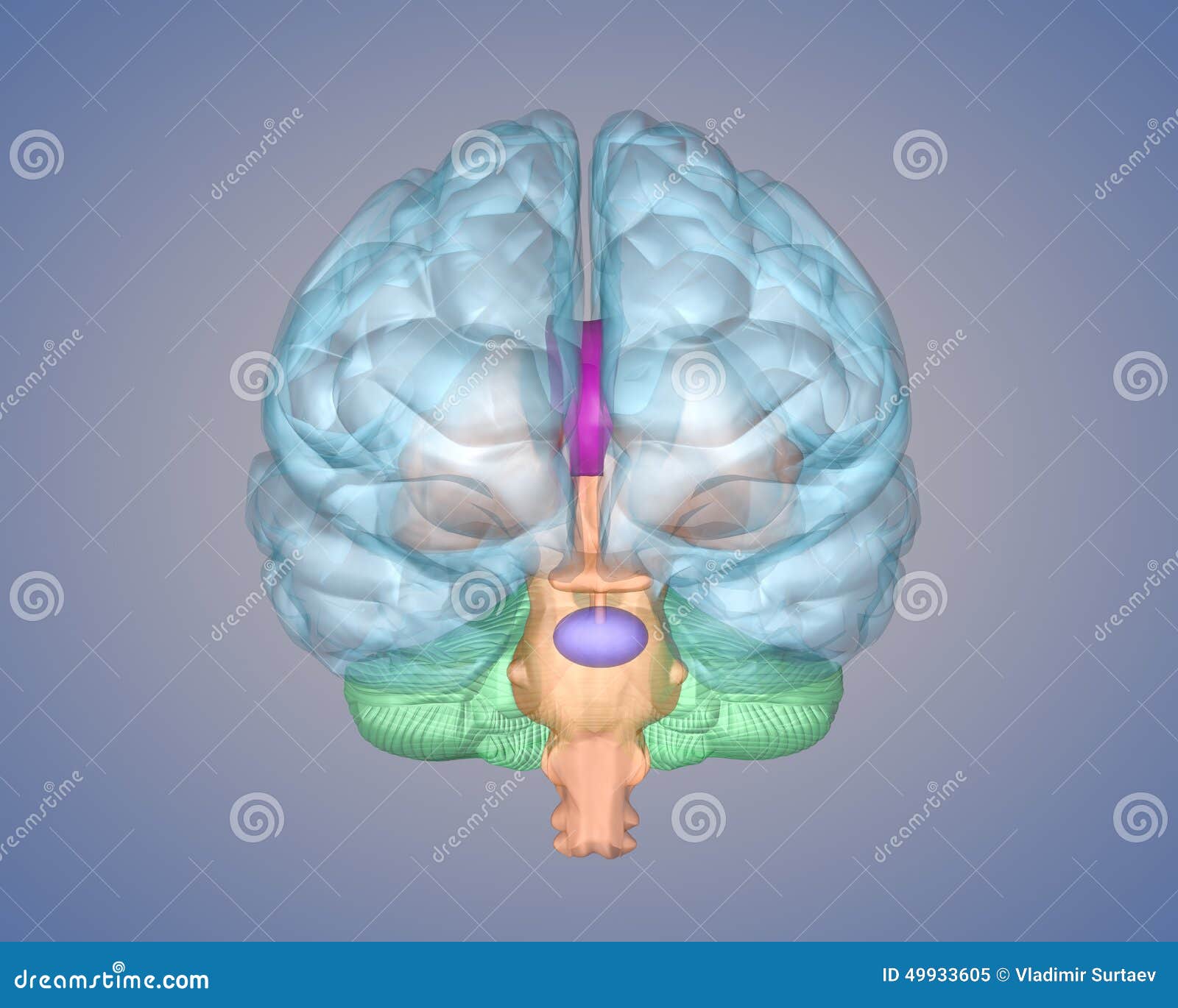 Brain front view stock illustration. Illustration of model - 49933605