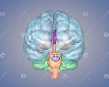 Brain front view stock illustration. Illustration of model - 49933605