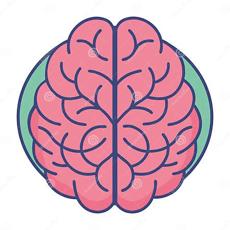 Brain Front View Illustration Stock Illustration - Illustration of ...