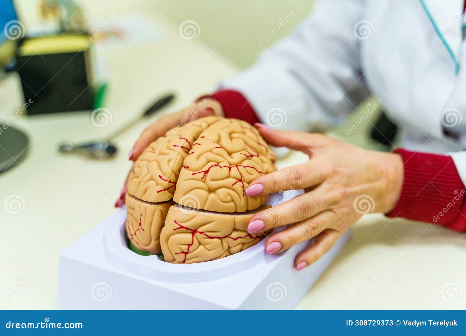 Brain Functions Model for Education. Doctor Holds a Model of the Human ...