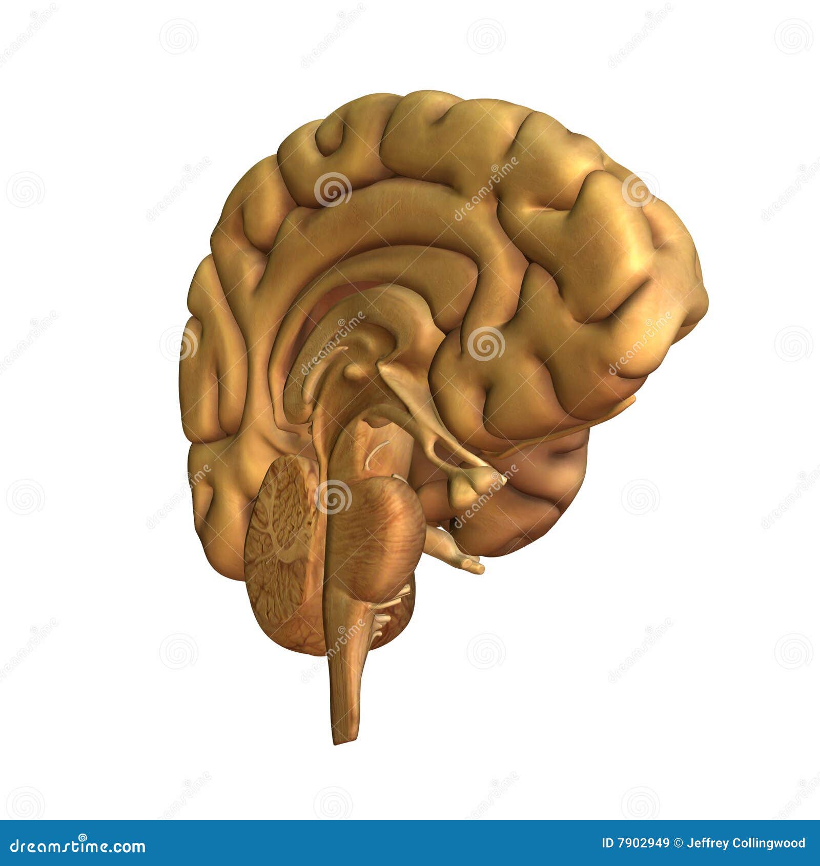 Brain Half Electrical Circuit Board Concept Vector Illustration ...