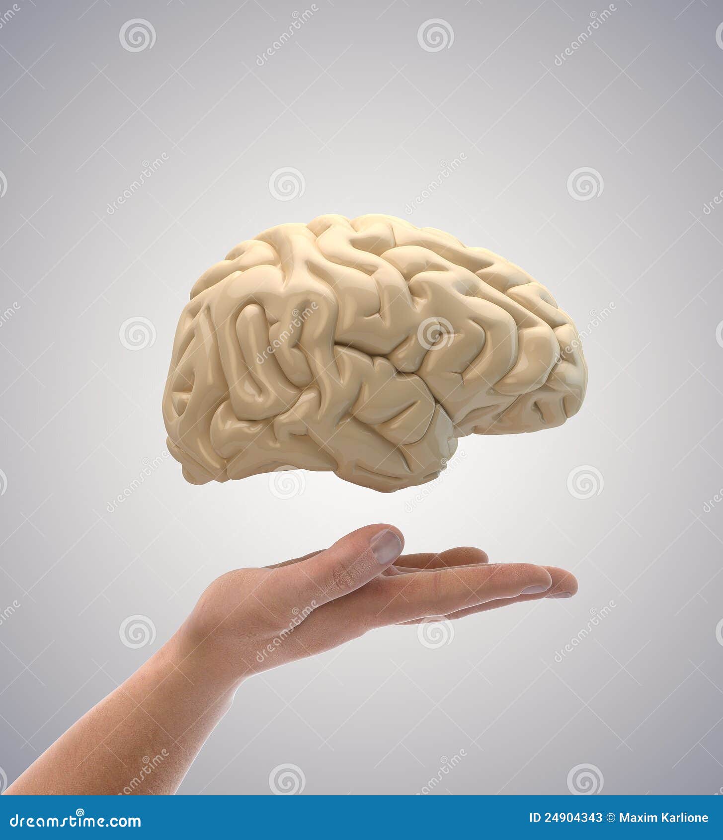 Brain In Hand Stock Photos - Image: 24904343
