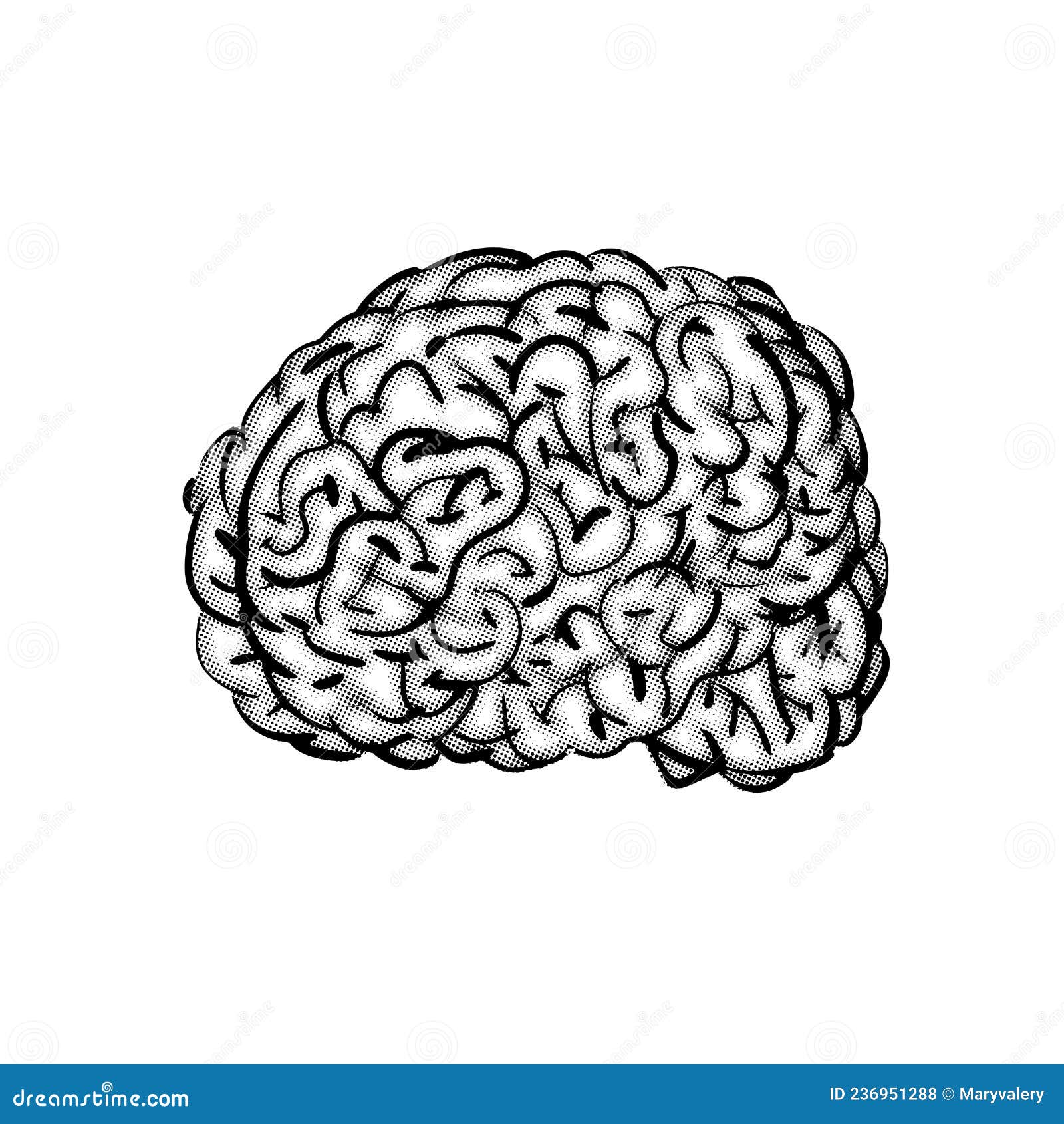 Brain Hand Drawing Isolated. Brains Engraving Vector Illustration Stock ...