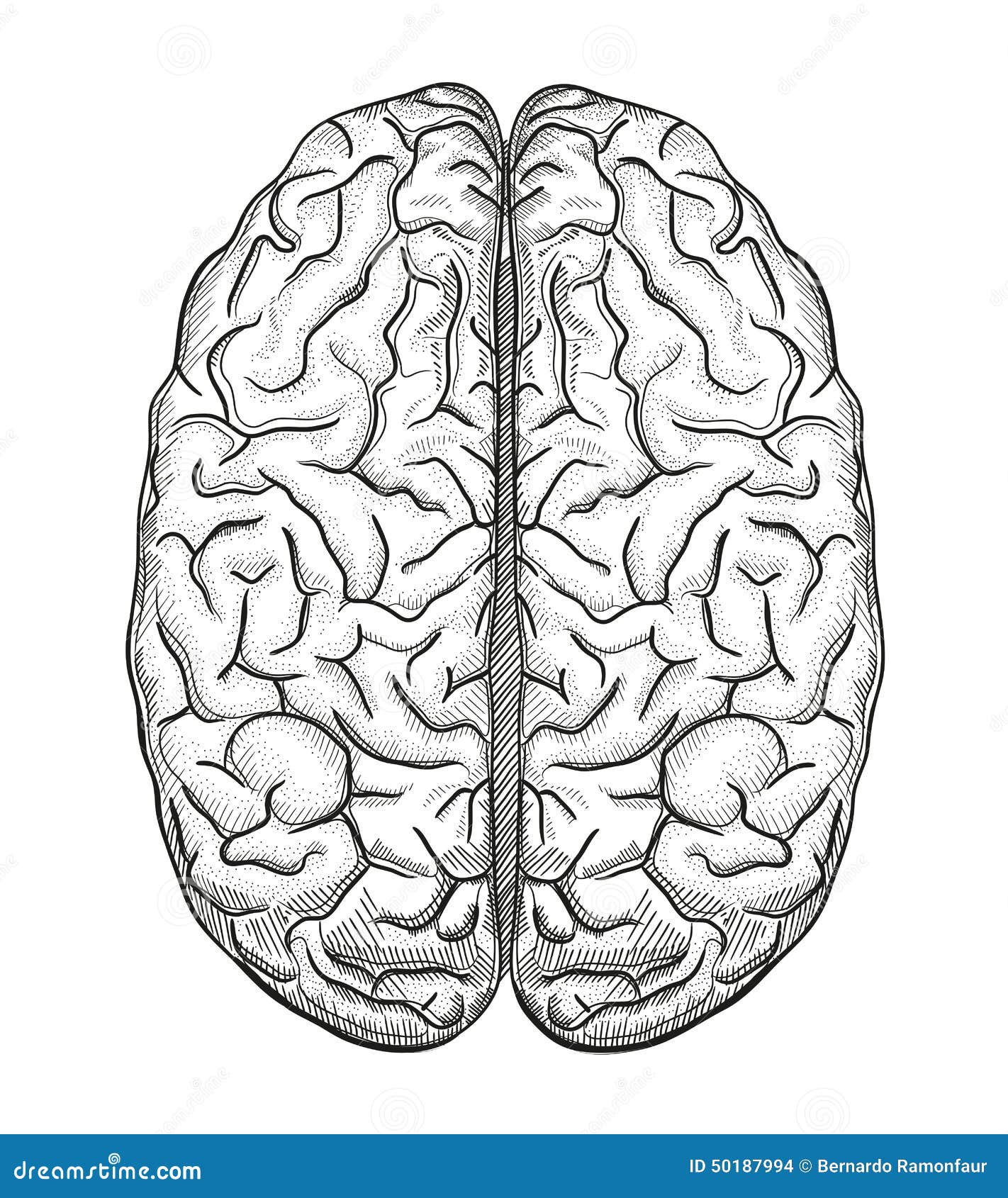 Brain a stock vector. Illustration of brain, think, ideas - 50187994