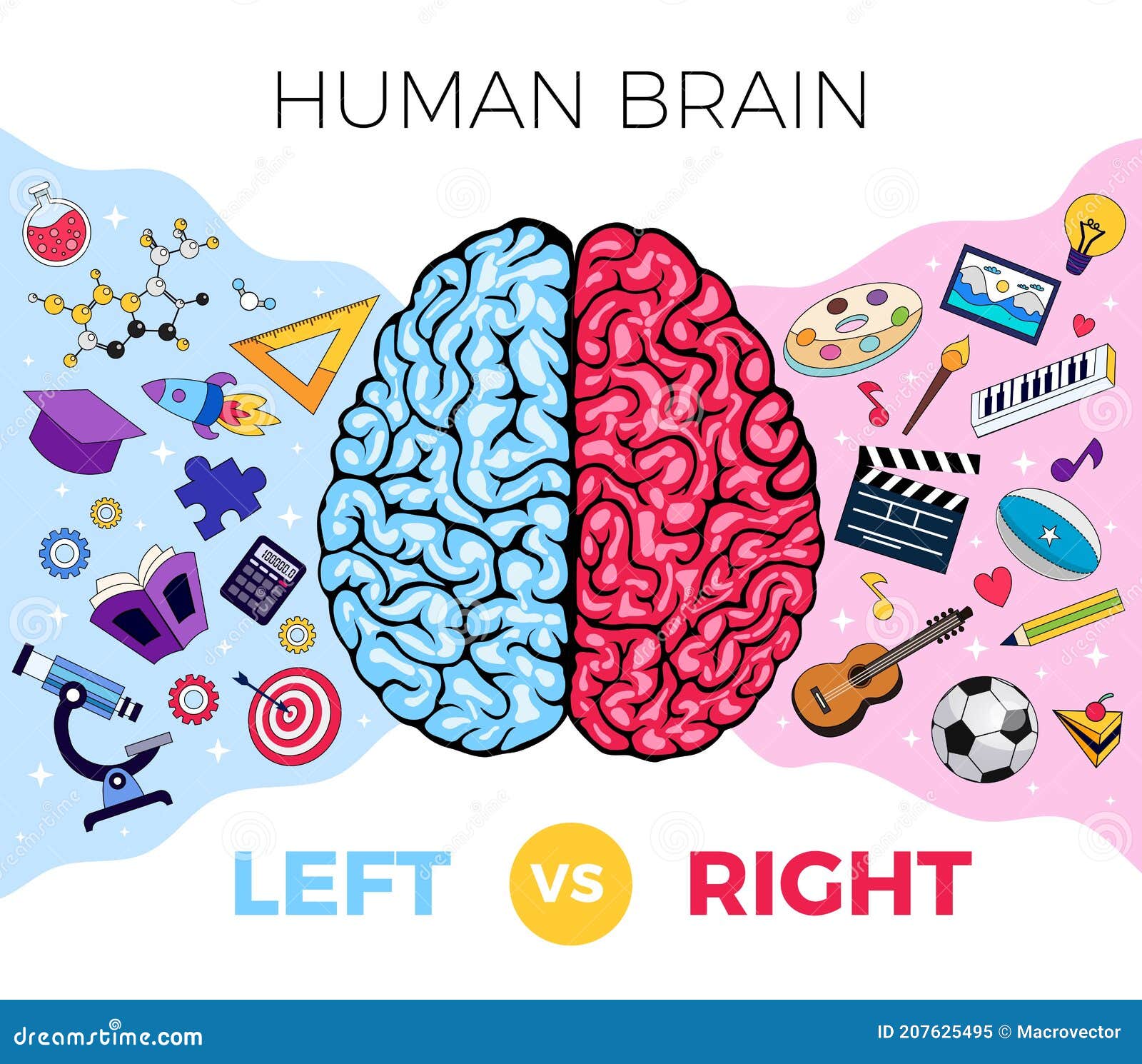 Brain Hemi Spheres Composition Stock Illustration - Illustration of ...