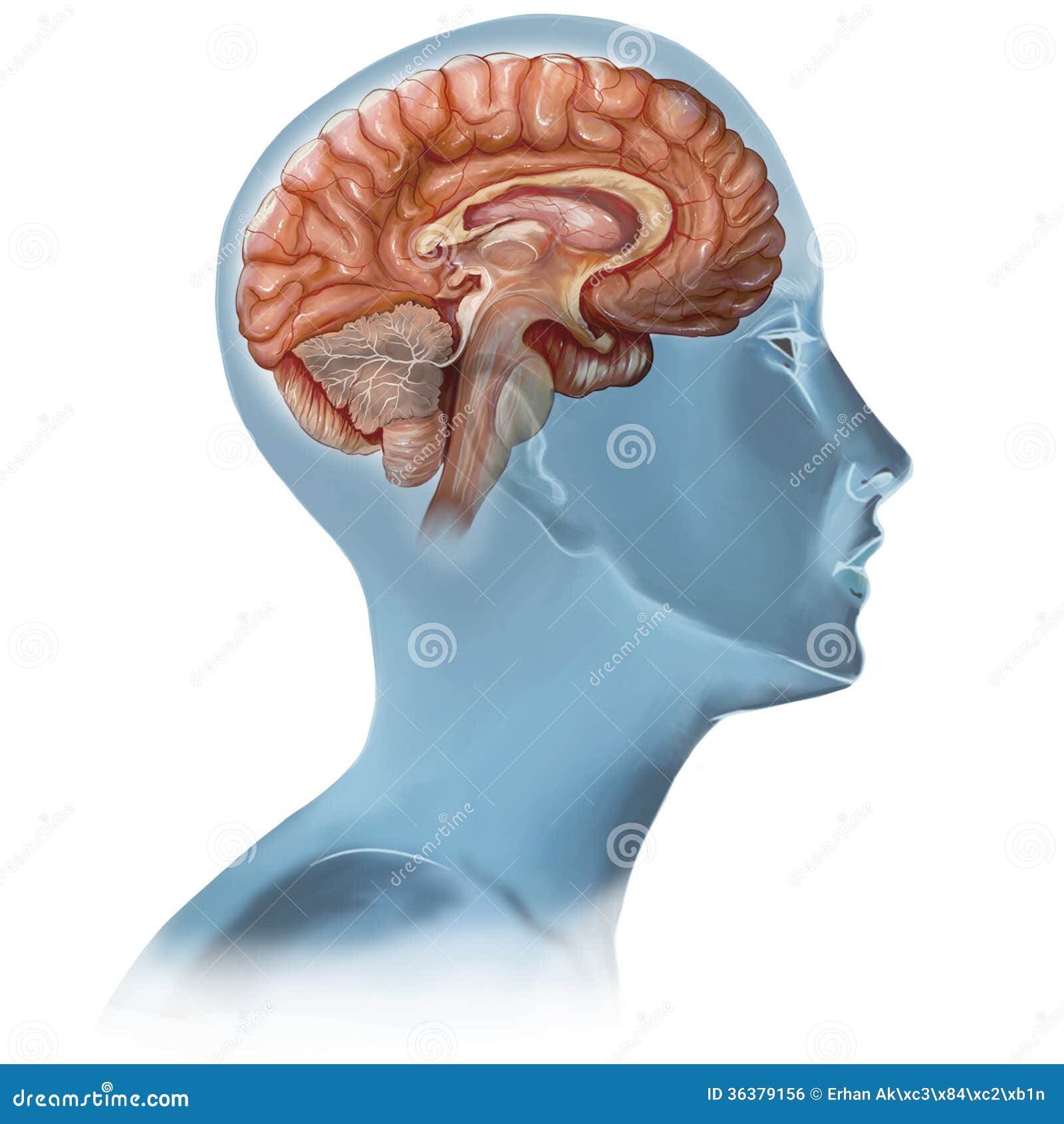 Brain stock illustration. Illustration of body, nose - 36379156